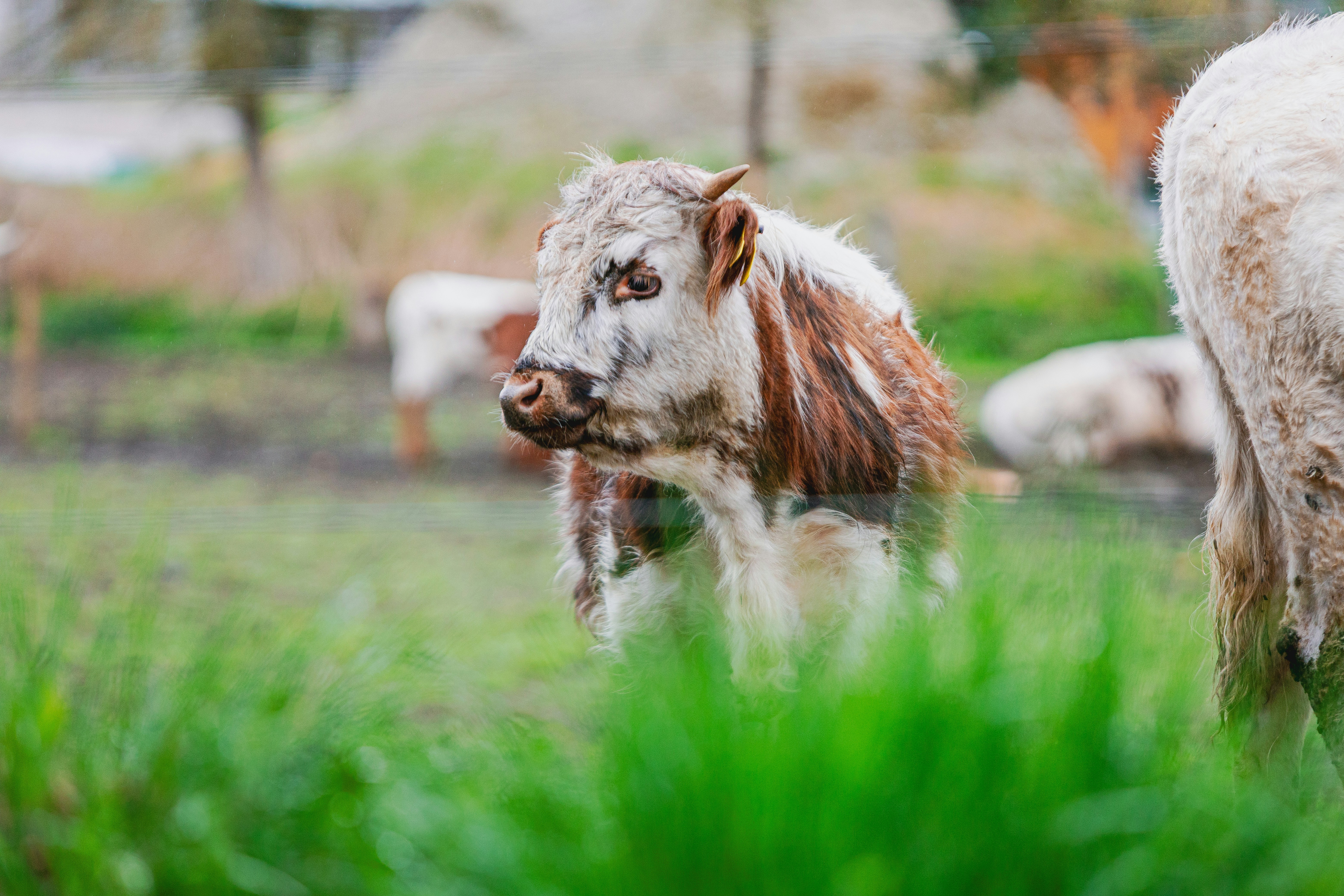 Lamb in the Field: A Curious Step into the Pasture