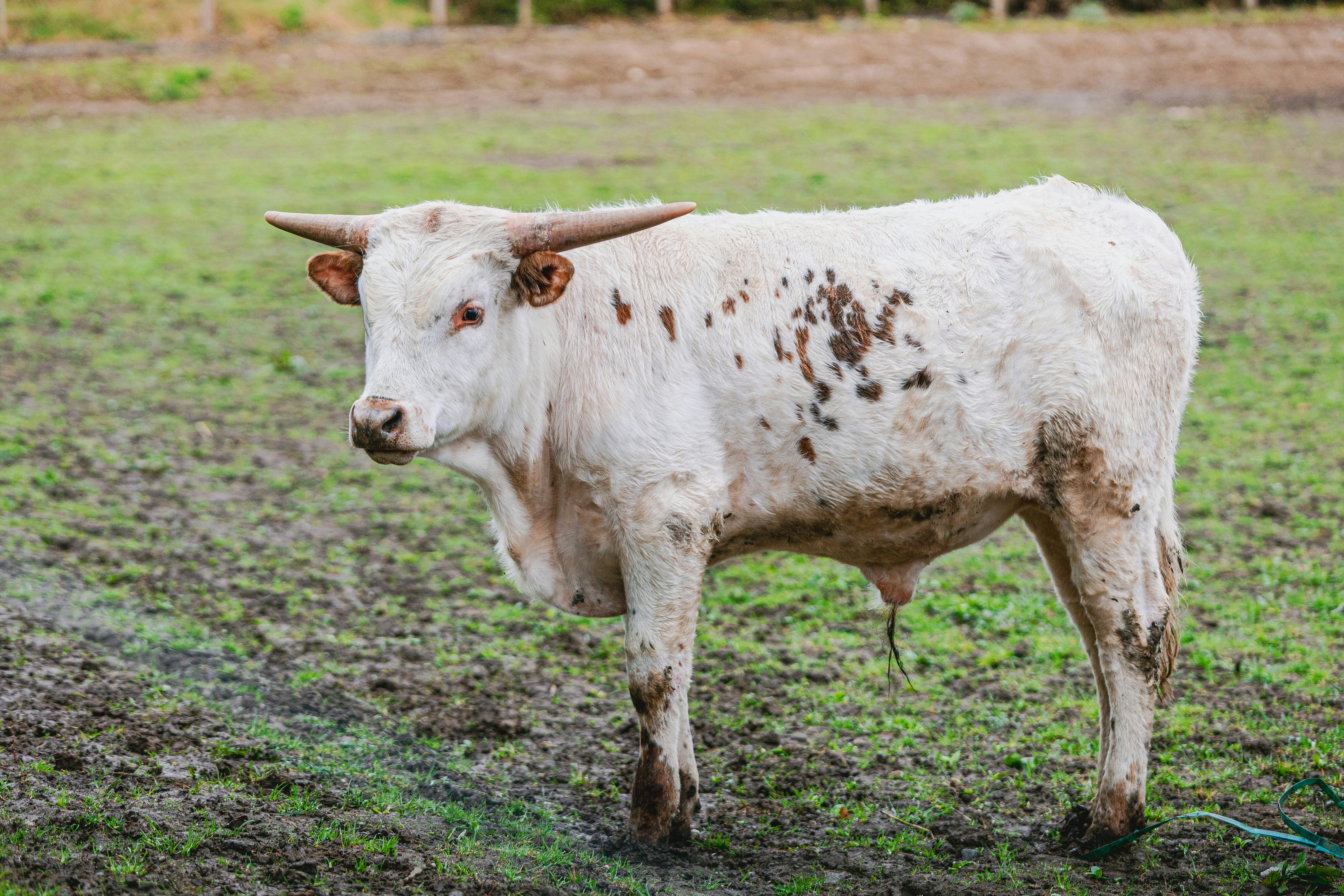 White Bull in Muddy Pasture Stares into the Field