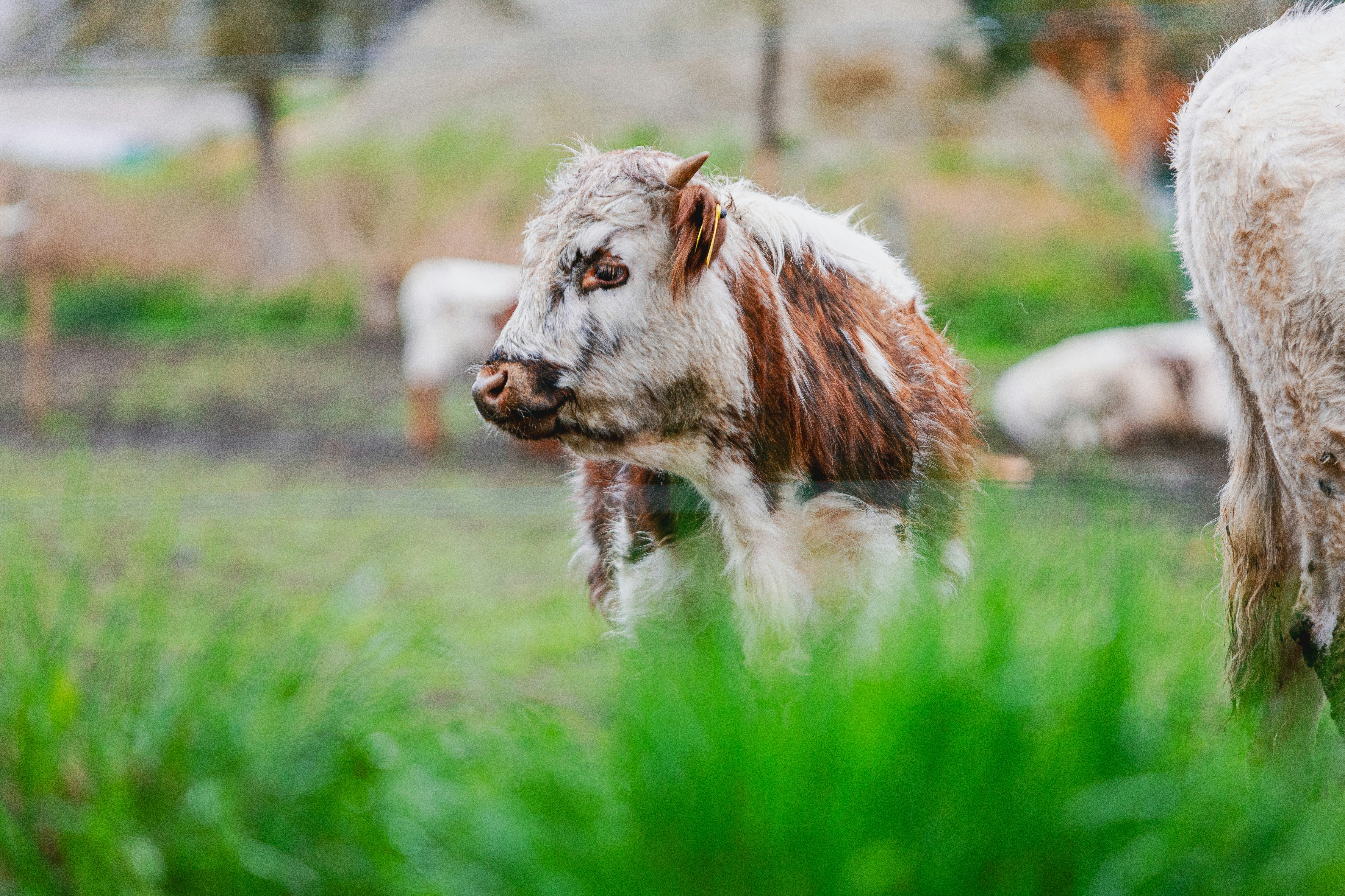 Pasture Watcher: A Grazing Pony Pauses to Scan the Distance