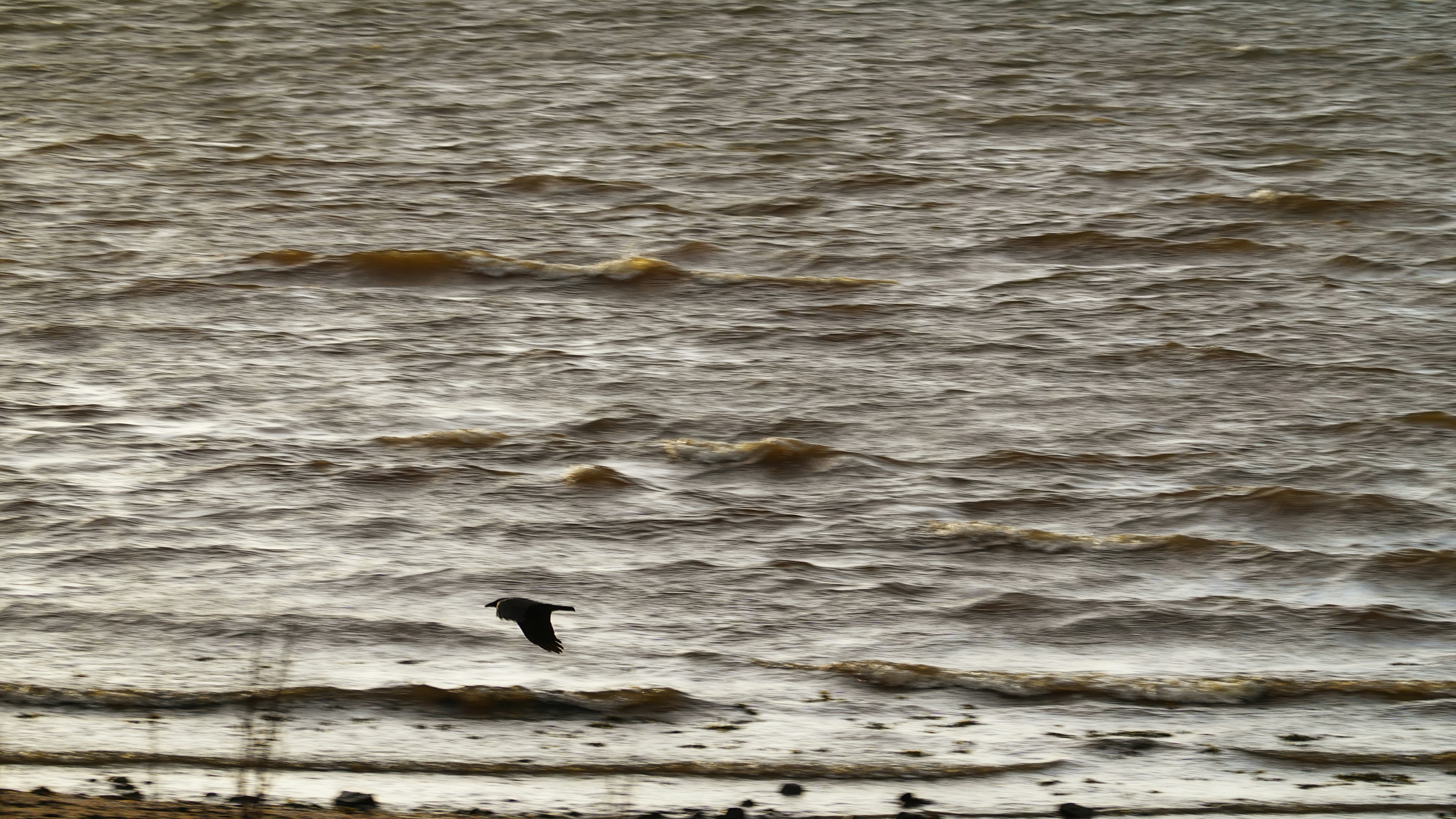 Dark-winged Gull in Silhouette Over Choppy Coastal Waters