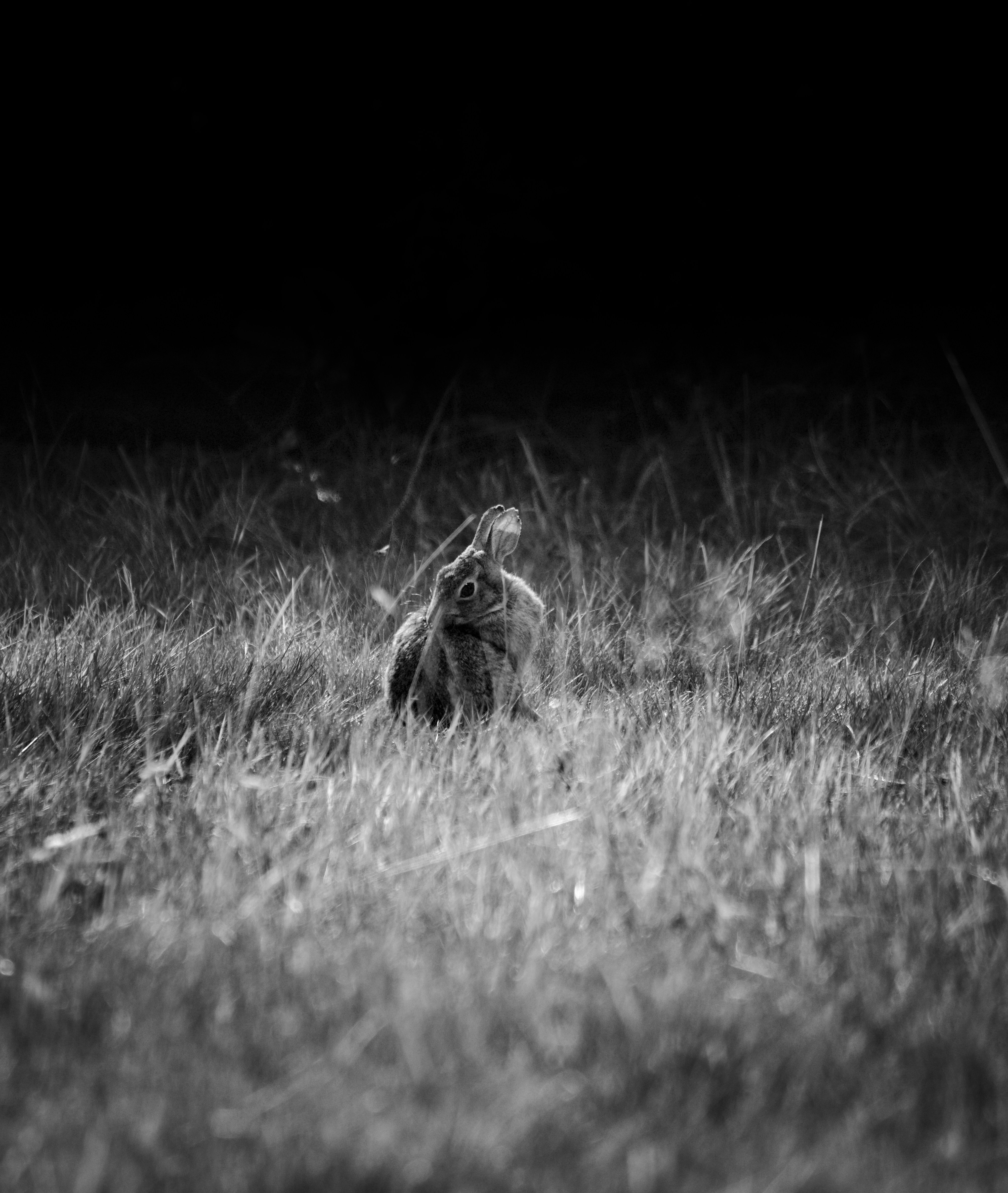 Bunny in the Grass at Dusk