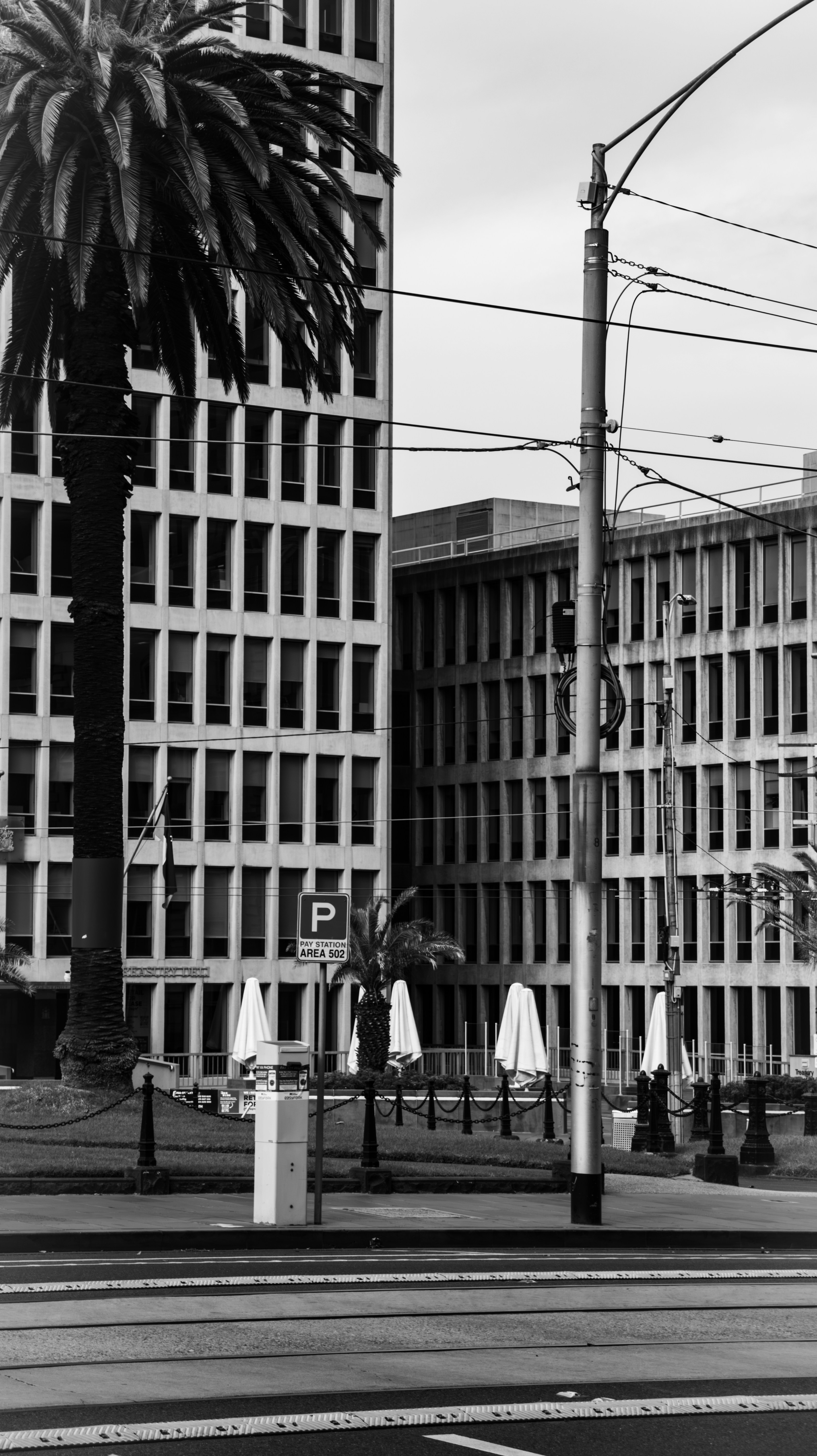 Urban Monochrome: Towering Geometry and Palm Silhouettes