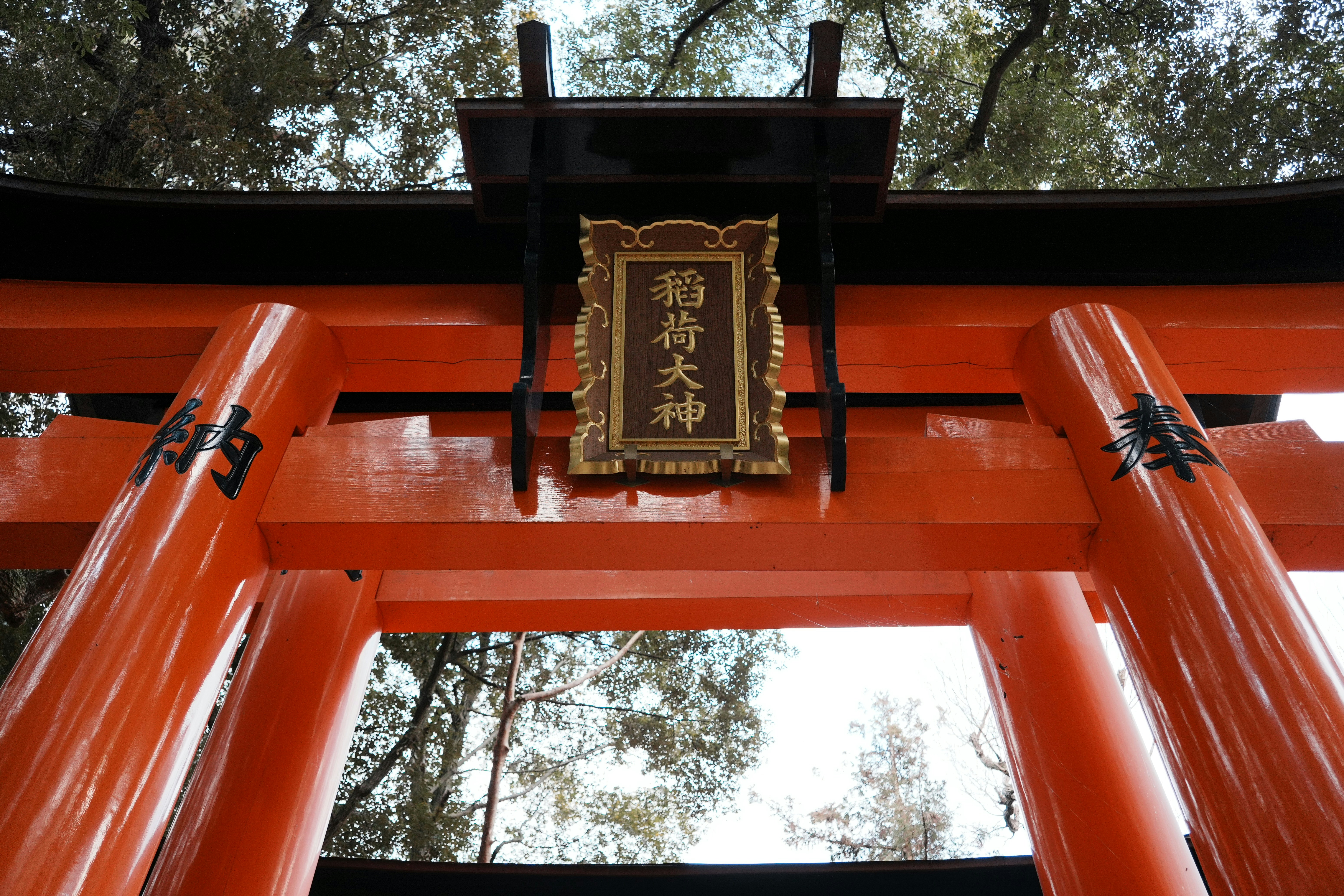 Gateway of Vermilion Beams: A Sacred Torii Framed by Sky and Timber