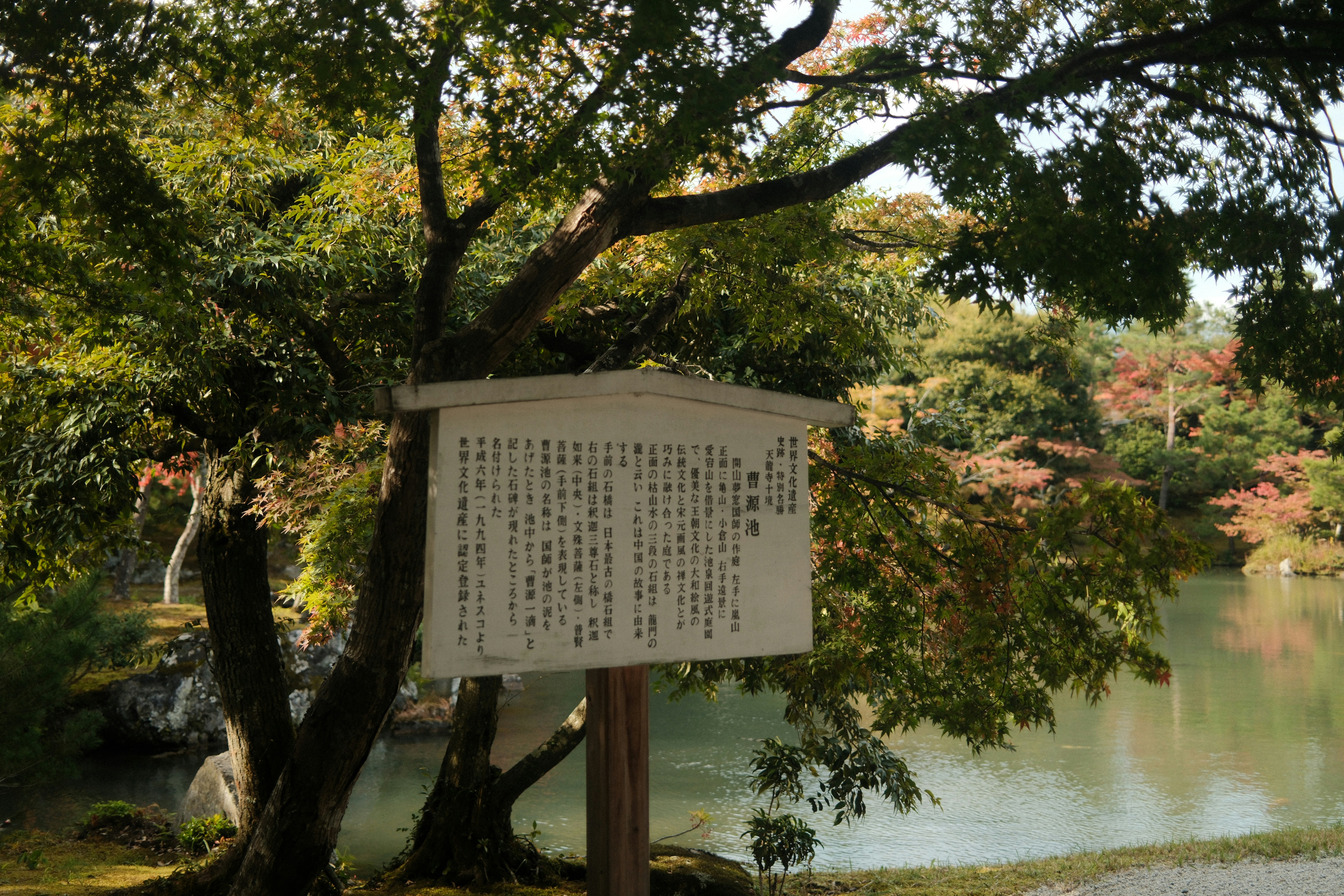 Tranquil Signpost Beneath Dappled Maple canopies