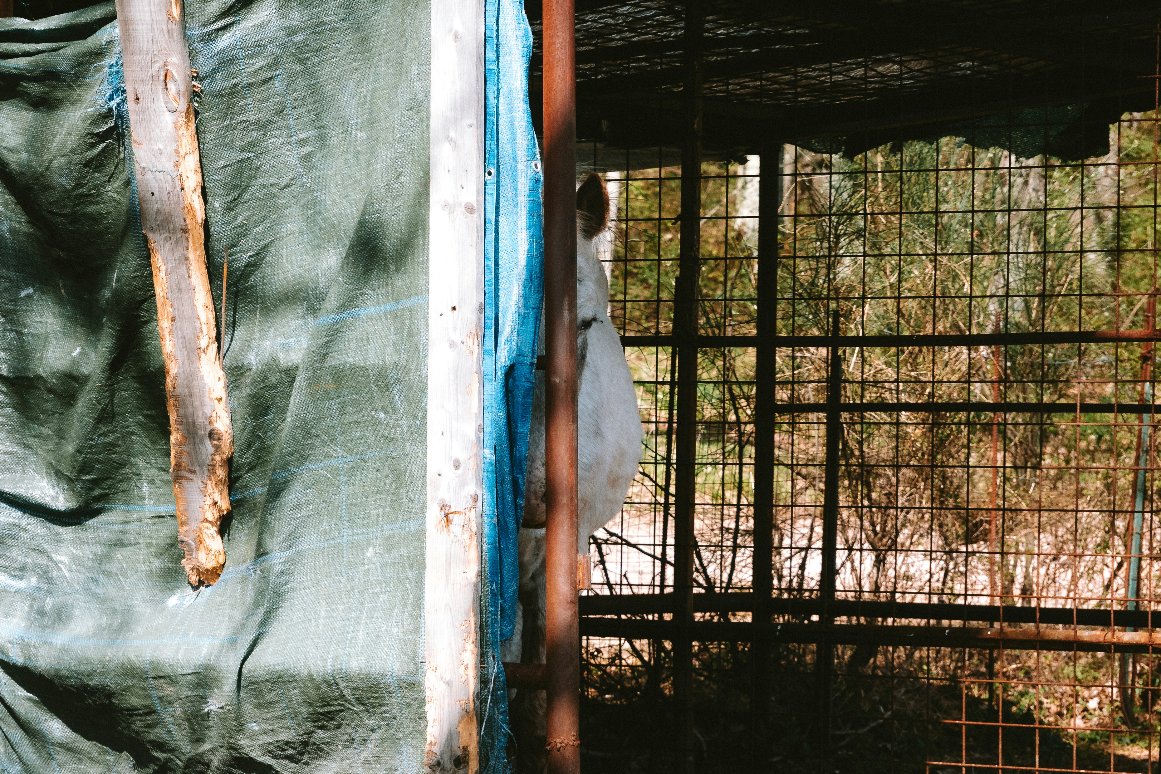 Hidden Figure in the Farmyard Fence
