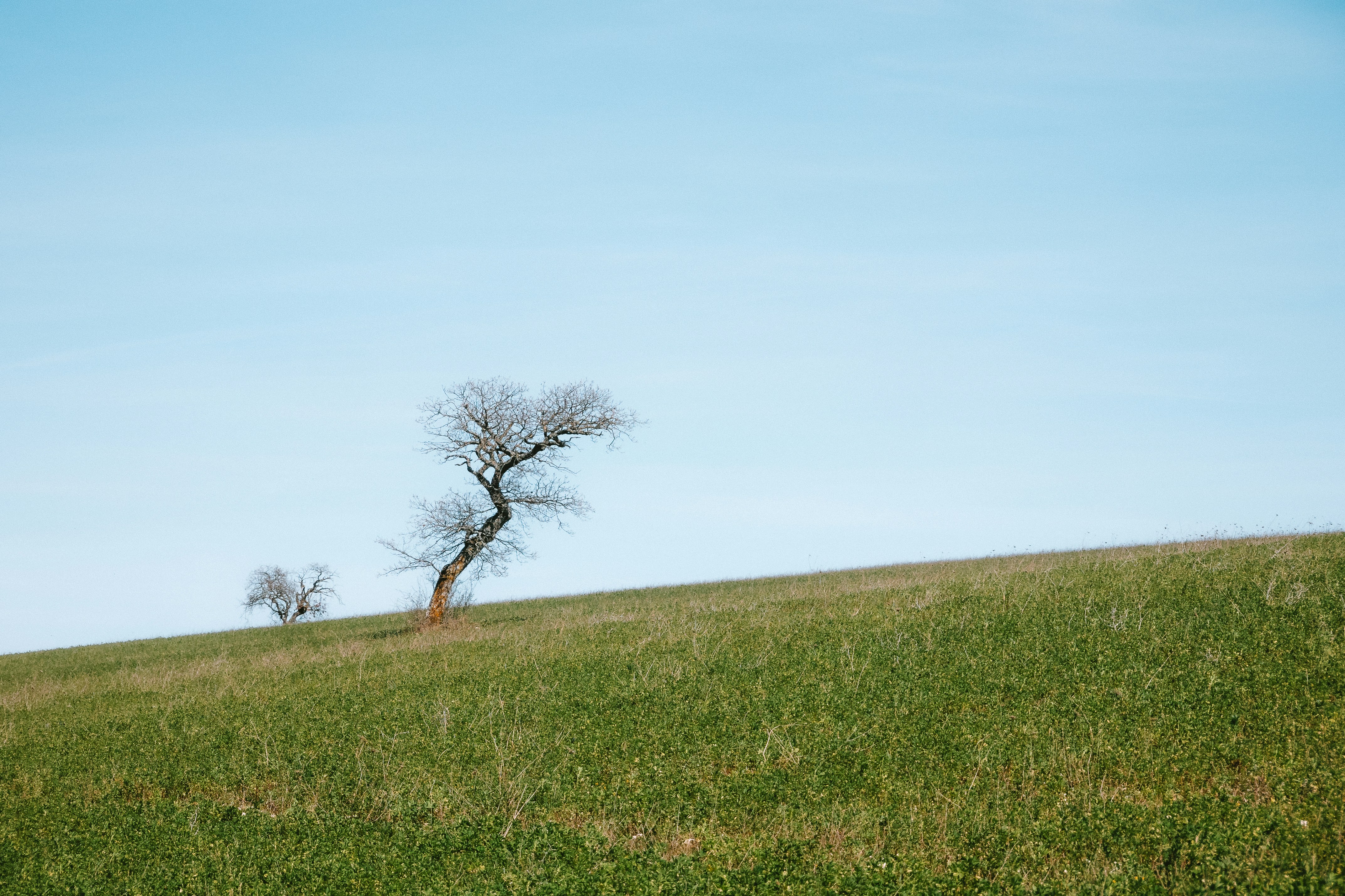 A Lone, Windswept Tree on a Sloping Meadow