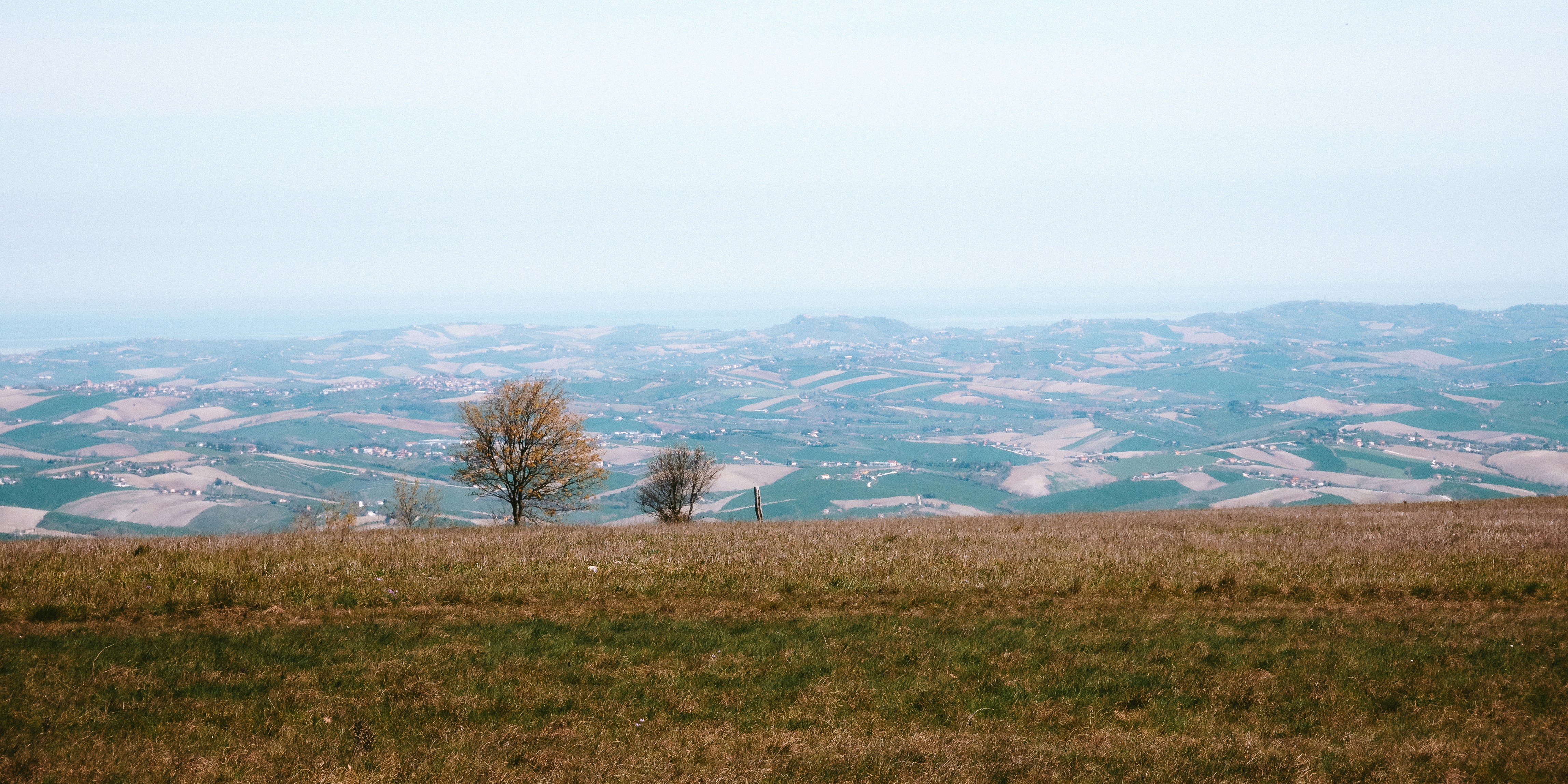 Horizon Ridge: Lone Trees Over Rolling Hills