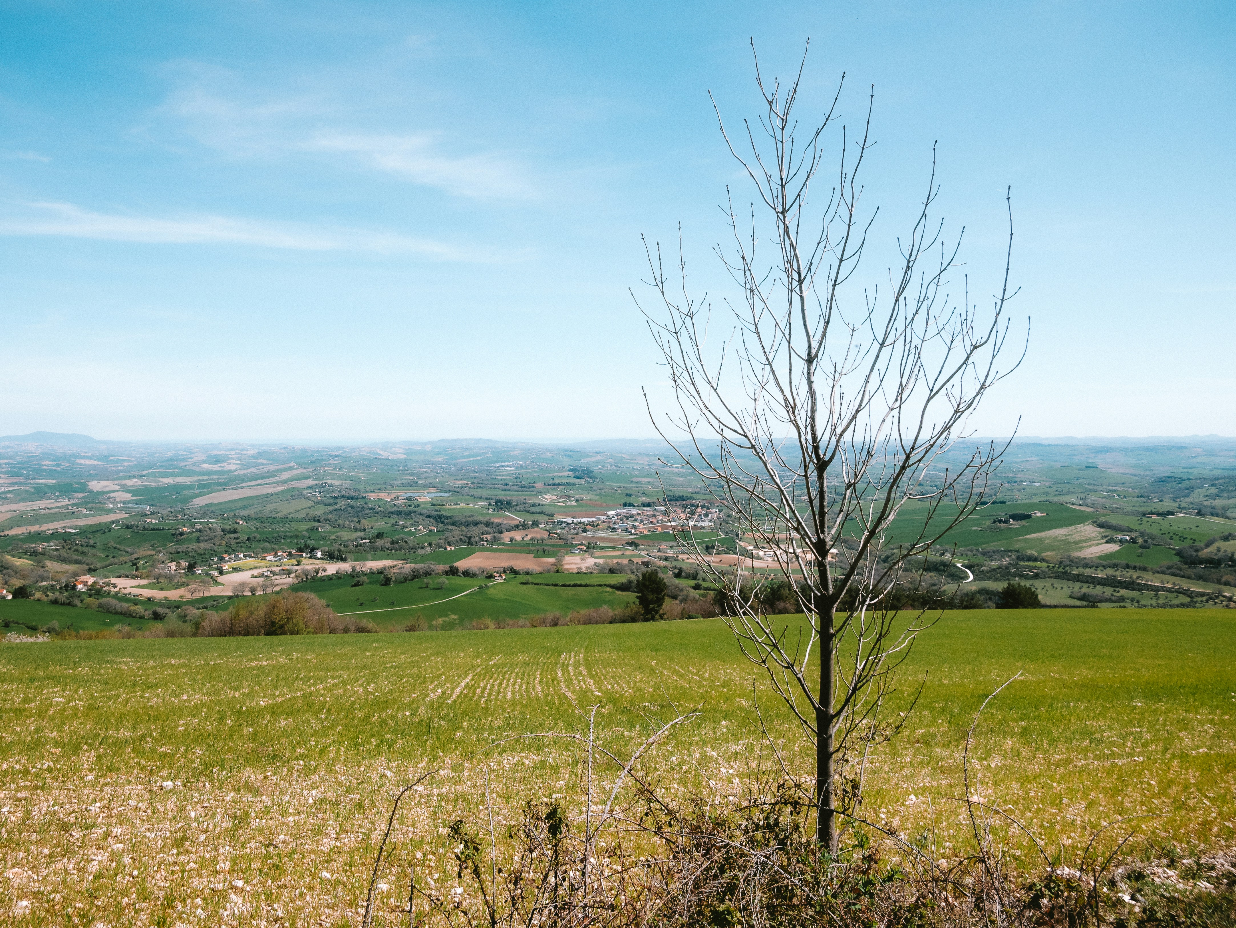 Alone in the Orchard: A Leafless Tree Reaching Toward the Horizon
