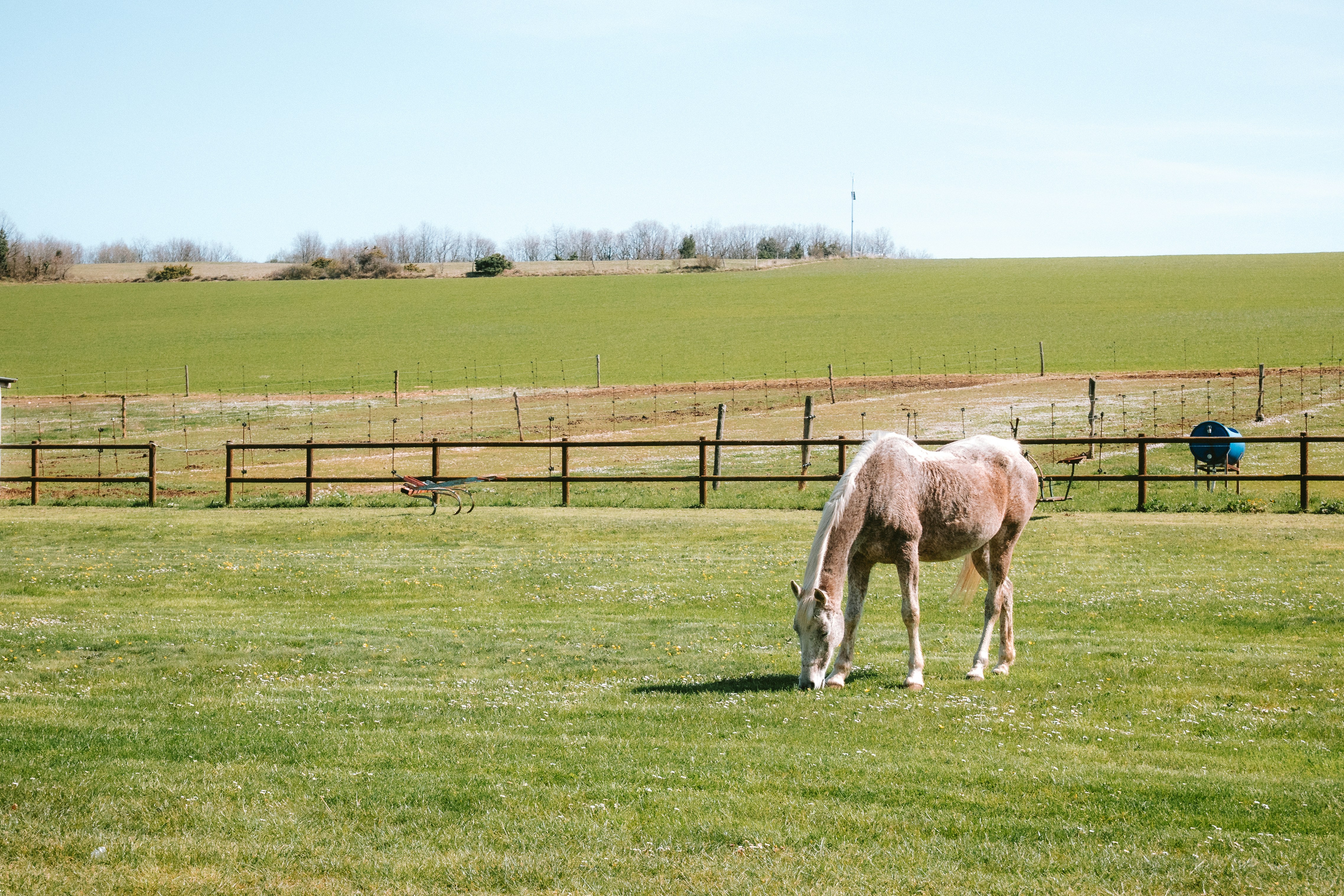 Pasture Muse: A Grazing Grey