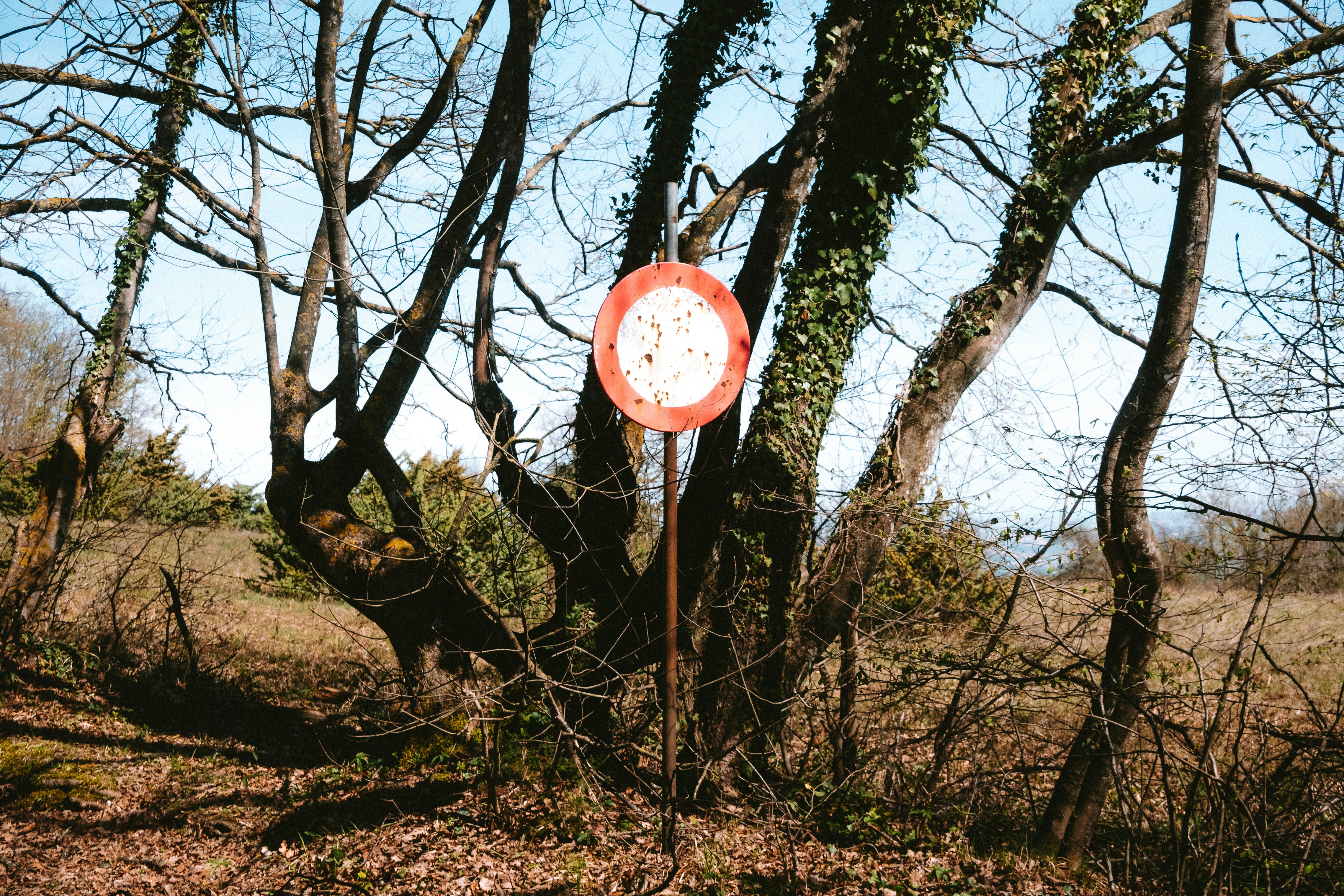 Weathered Road Sign Among Gnarled Branches in Open Field