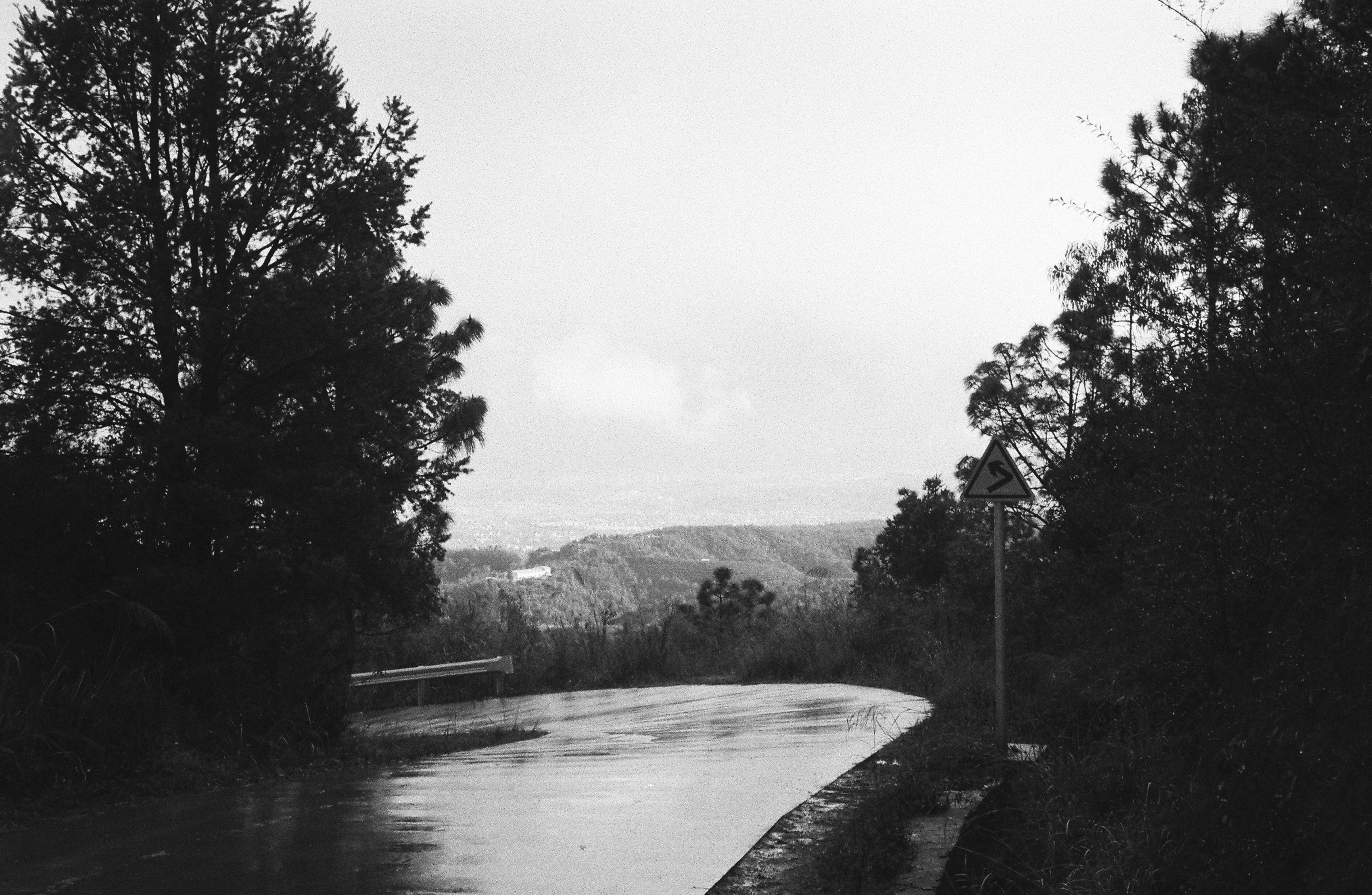 Rain-Slicked Curve: A Quiet Turn by the Pines