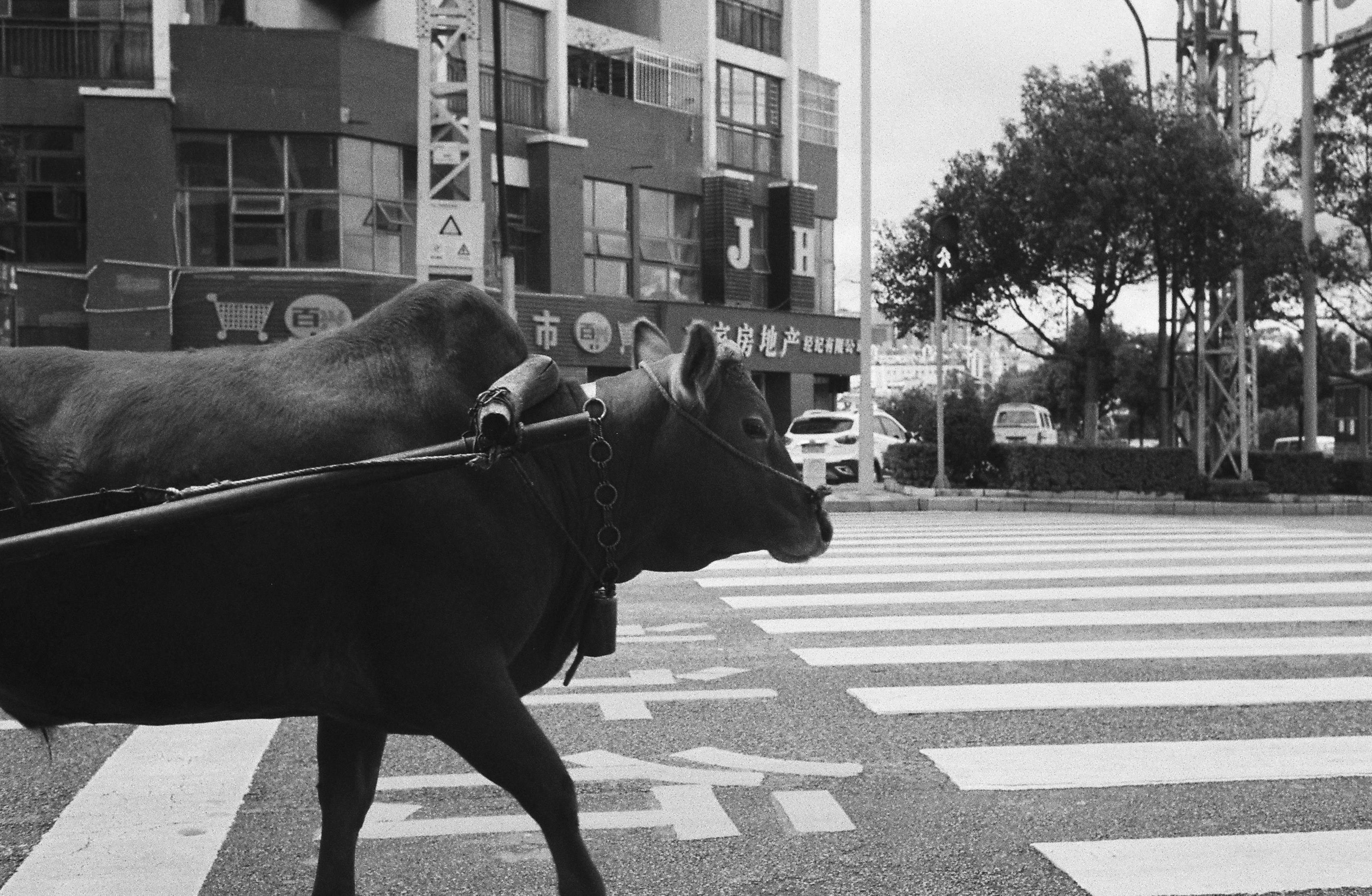 Crosswalk Orca: A Cow Crossing at Dusk in a Monochrome City Scene
