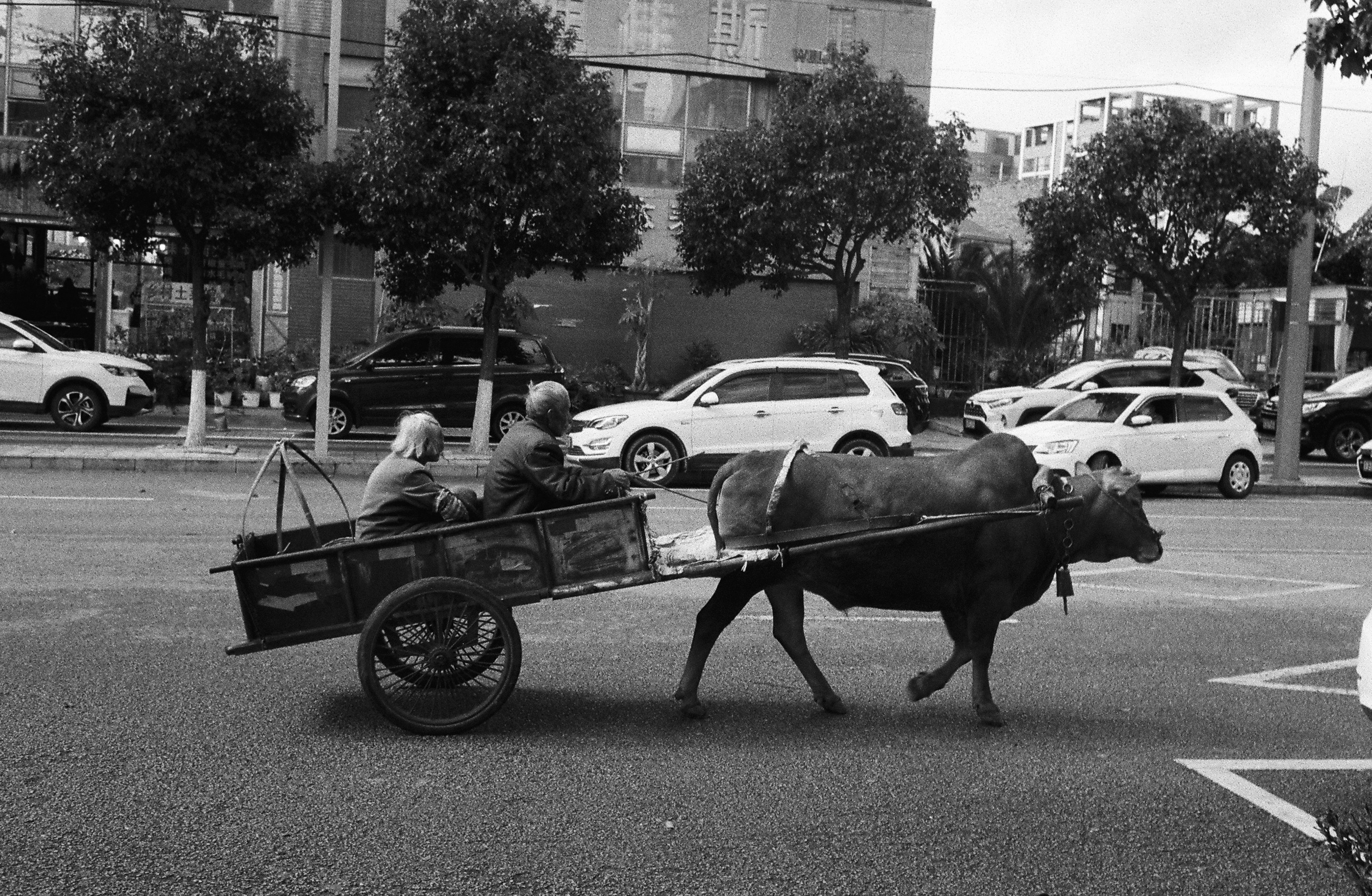 Ox-drawn cart gliding through a city street at street level