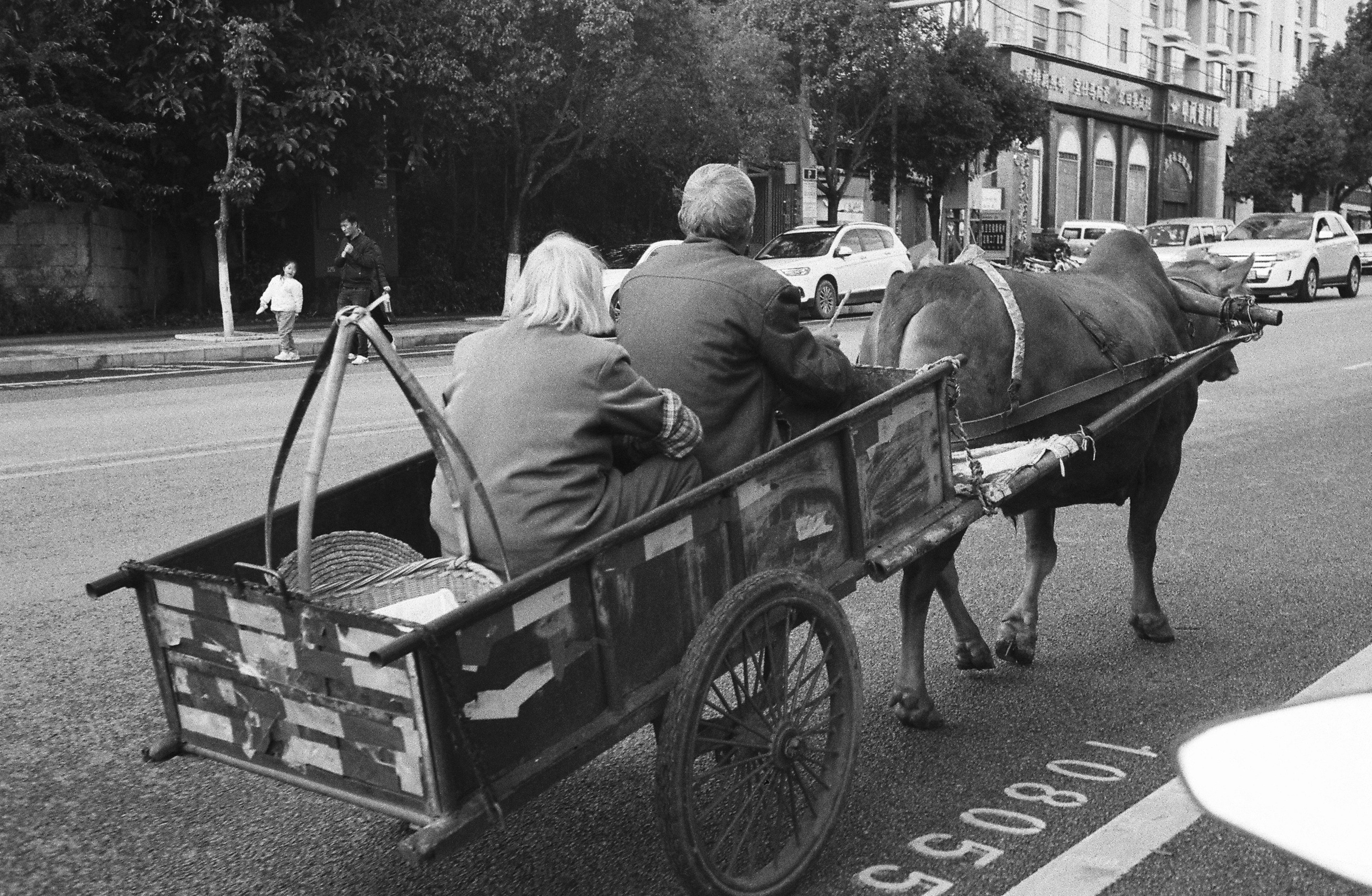 Cart of Companions: A Street Train of Memory