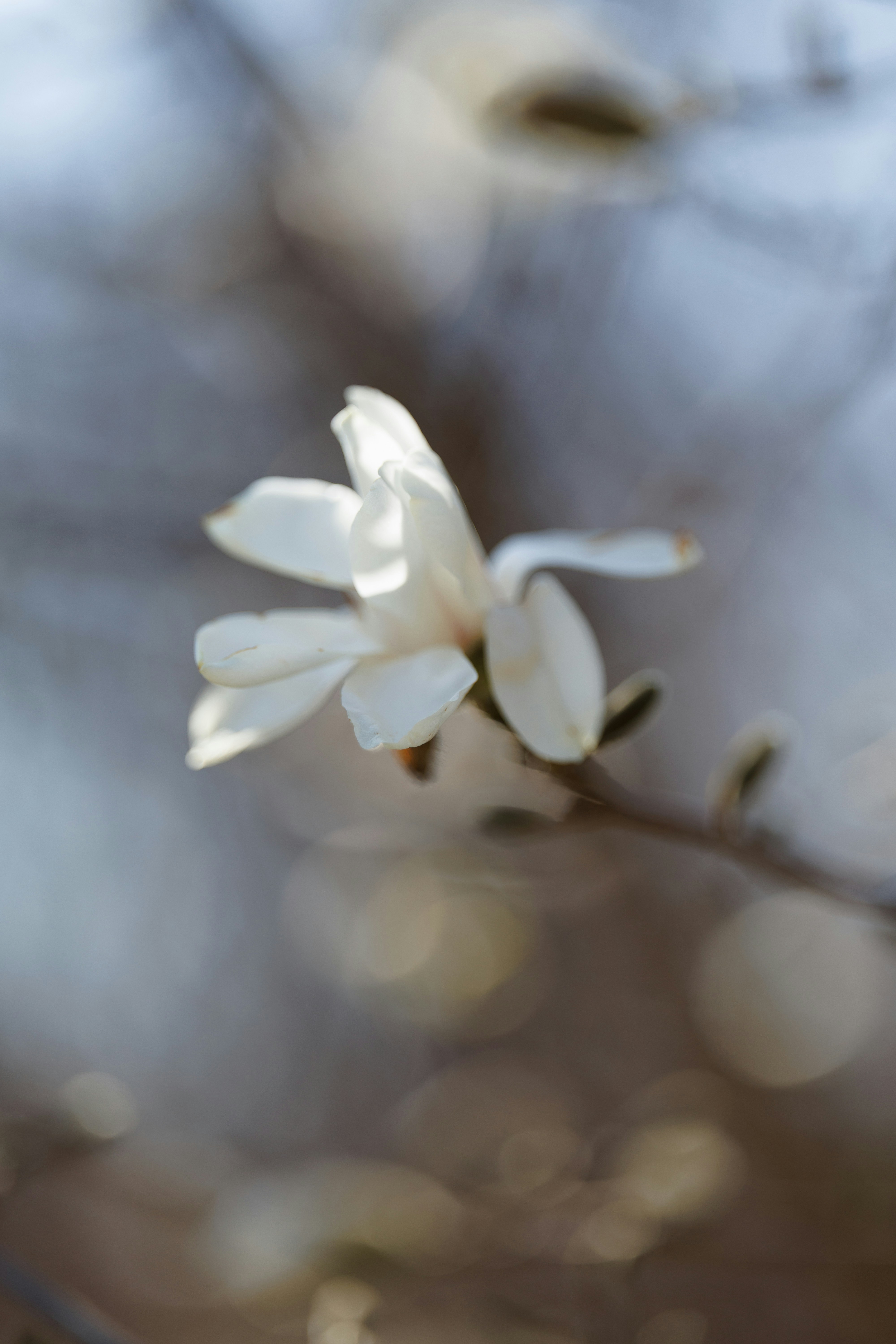 White Magnolia Bloom in Soft Bokeh