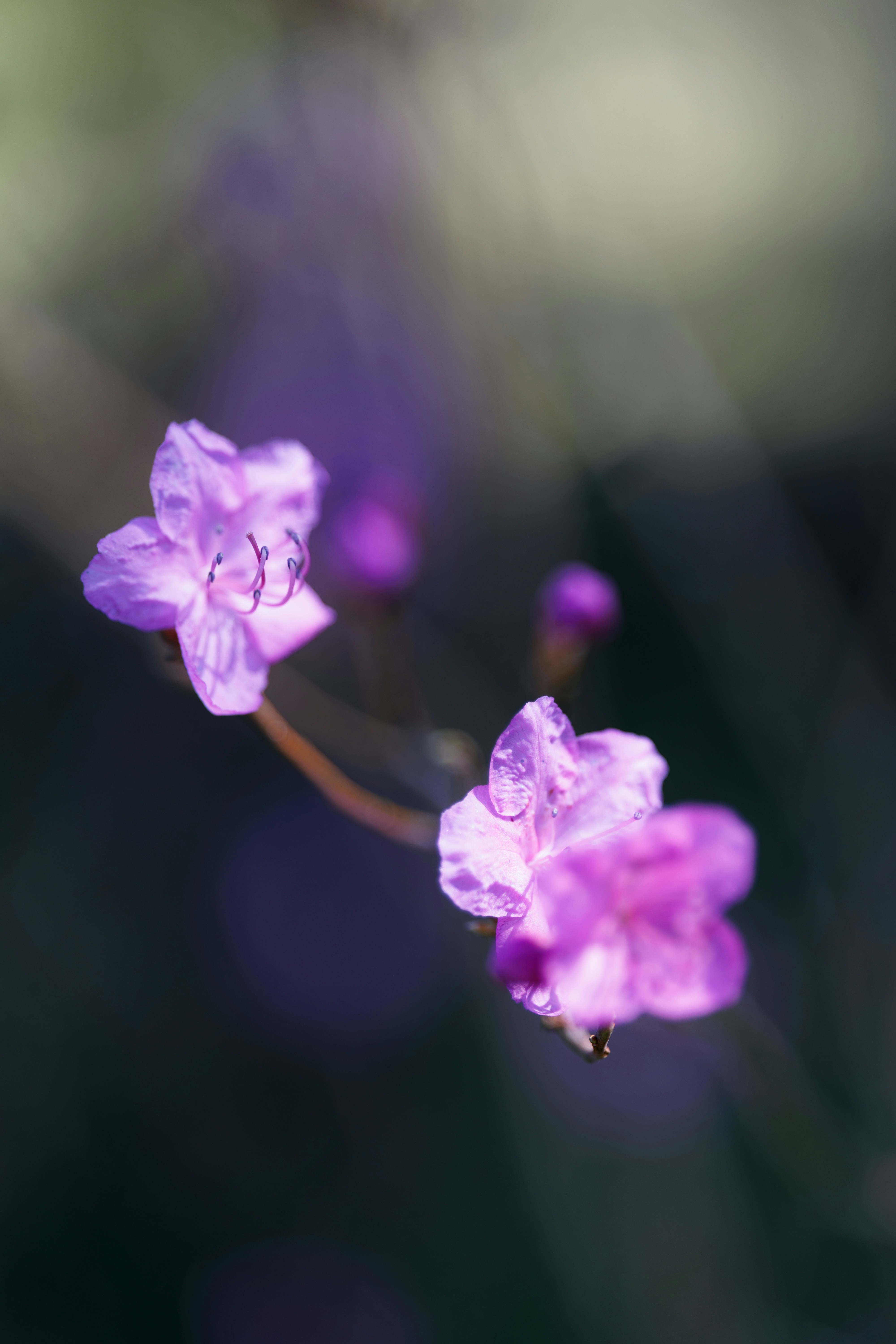 Purple Bloom in Soft Focus: A Delicate Moment on a Thready Vine