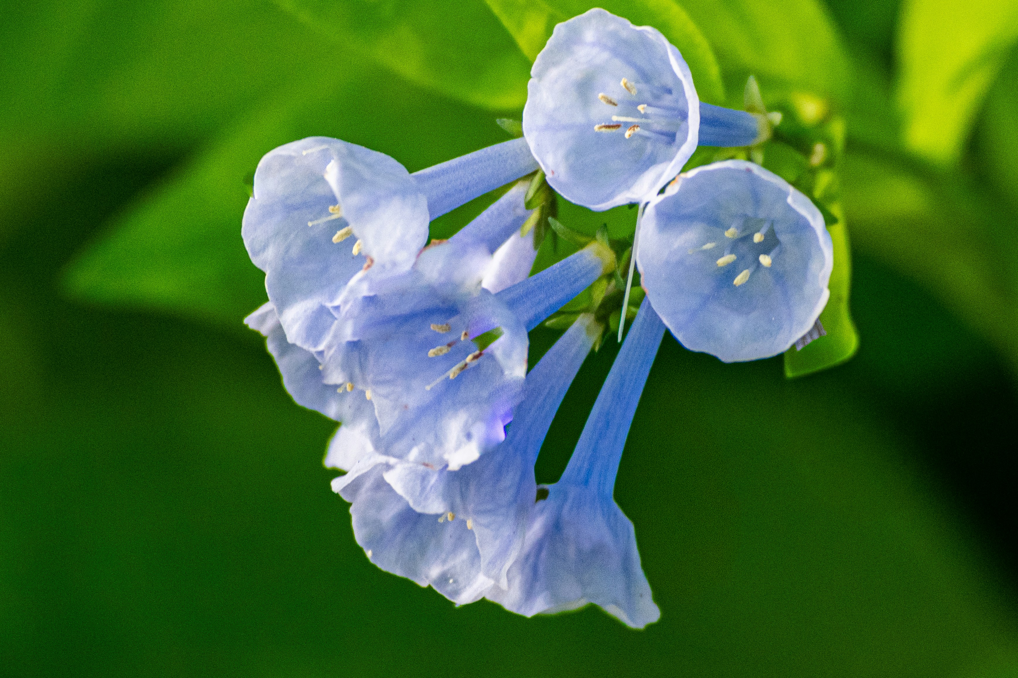 Bluebell Bouquet: A Quiet Bloom in Soft Light