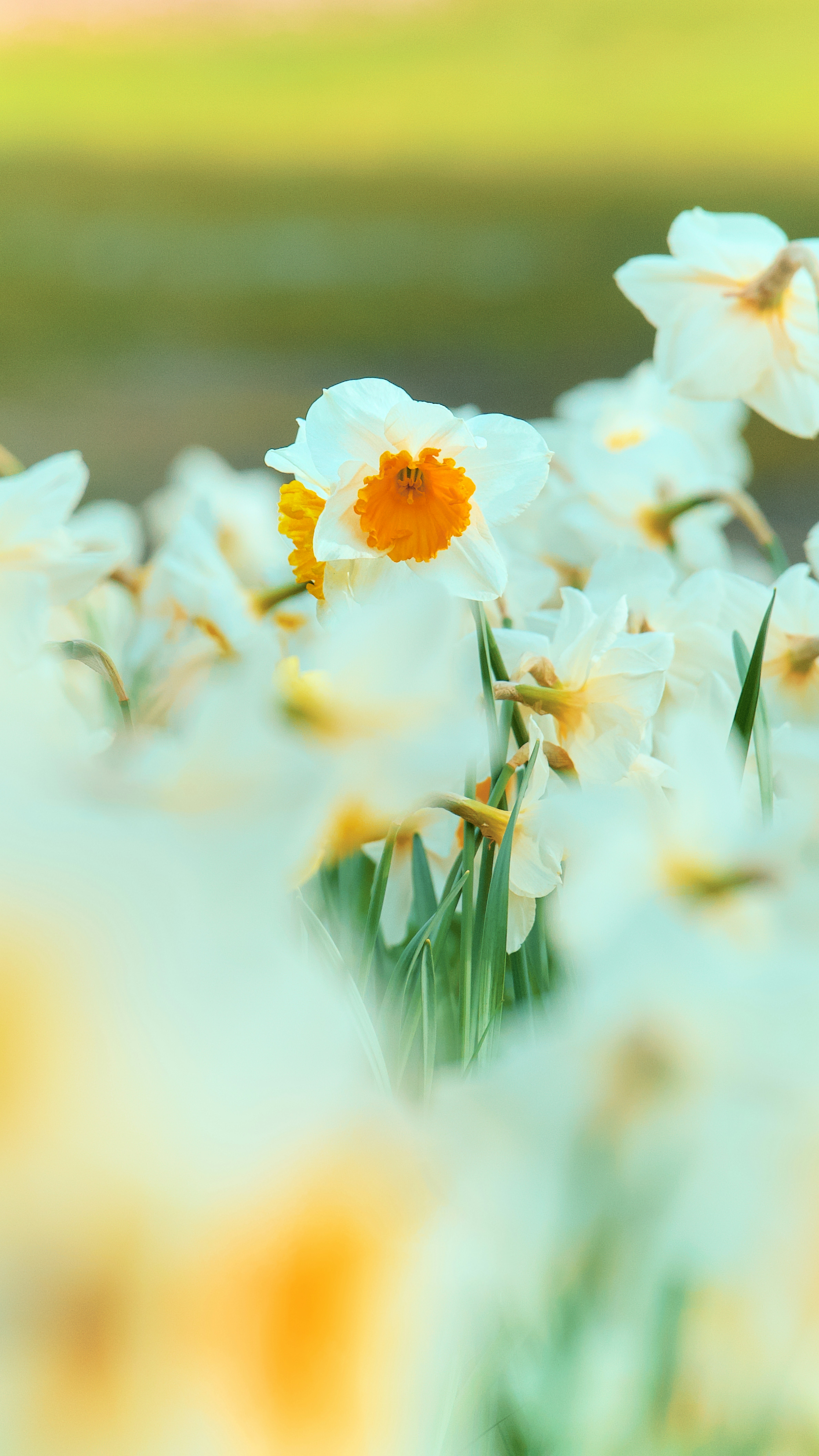 Field of Orange-Center Blooms