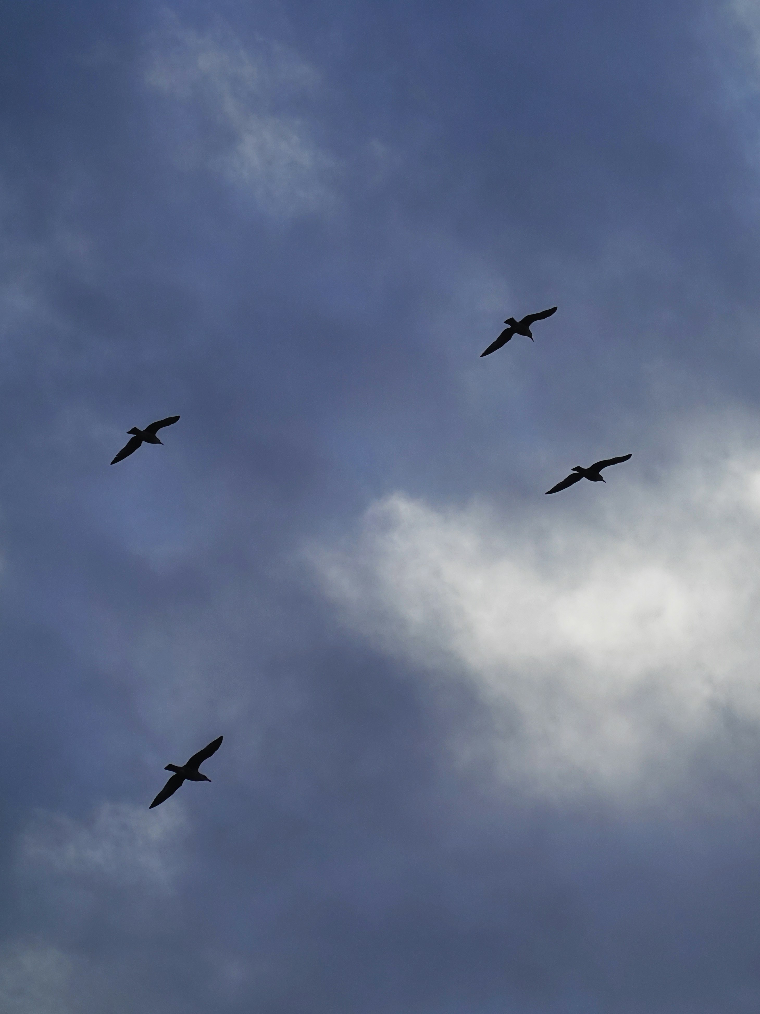 V-formation of Five Seabirds Crossing a Quiet Sky