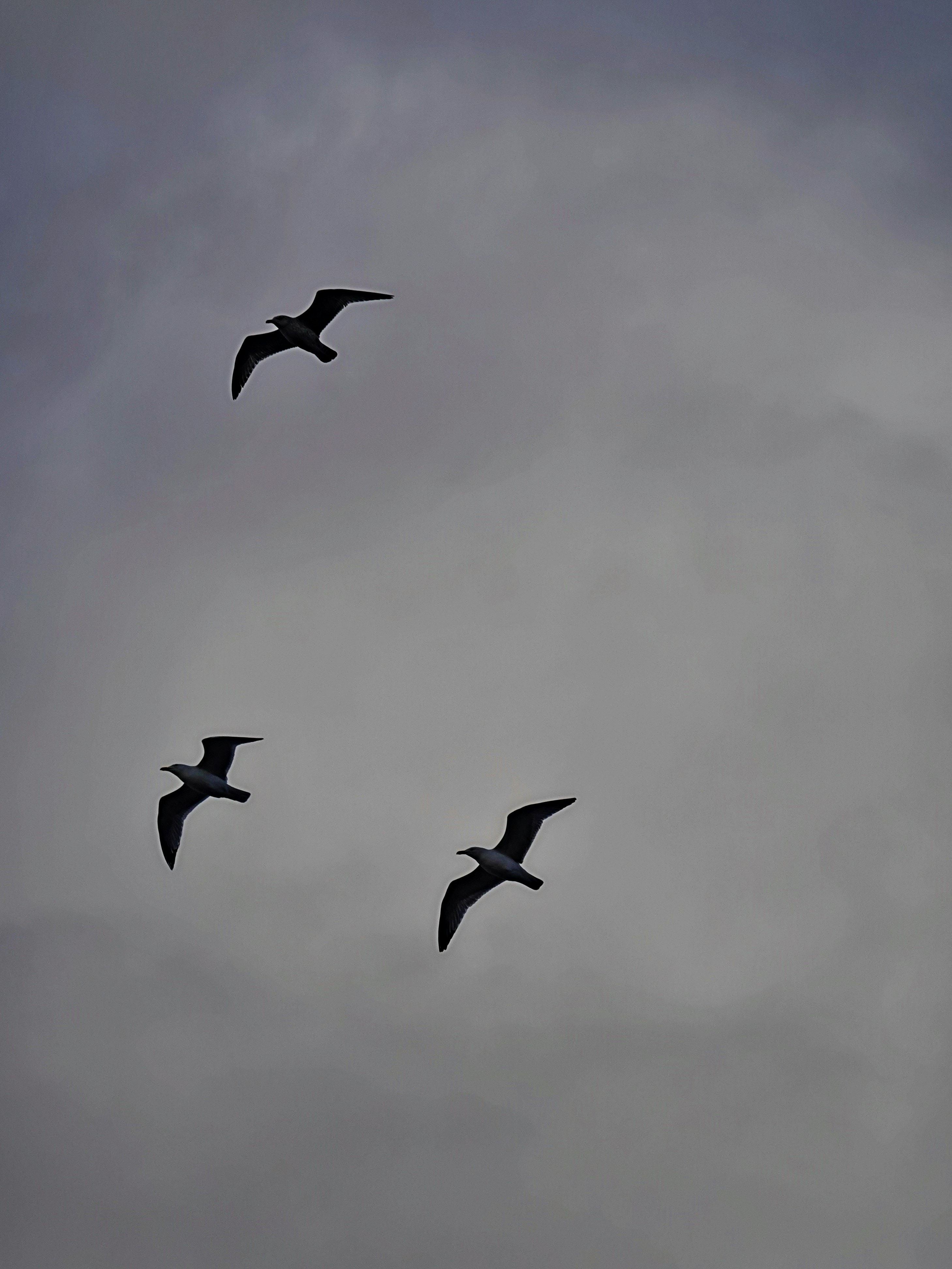 Three seabirds in ascent against a moody sky