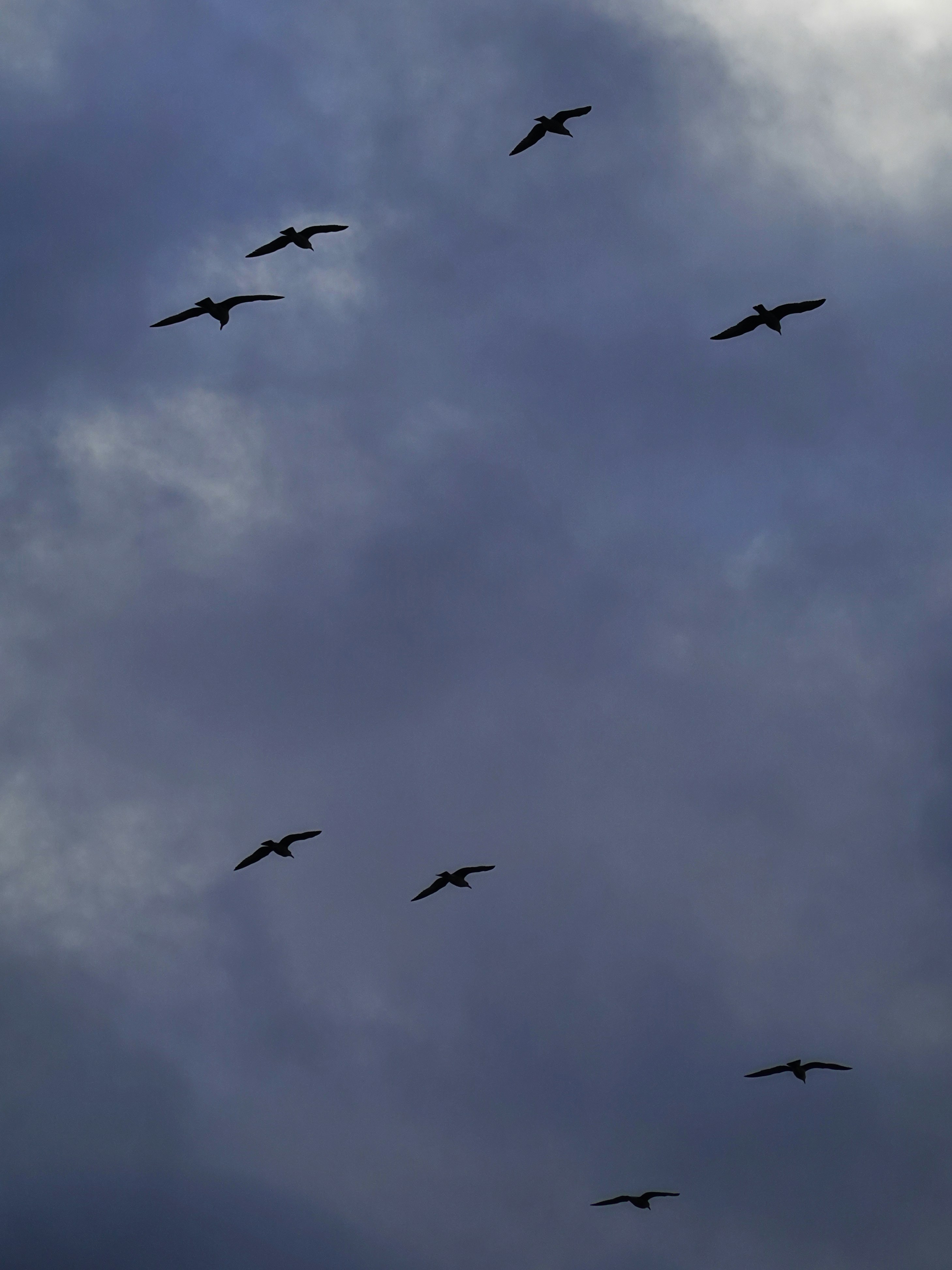 V-formation over blue dusk: a flock glides beneath opening clouds