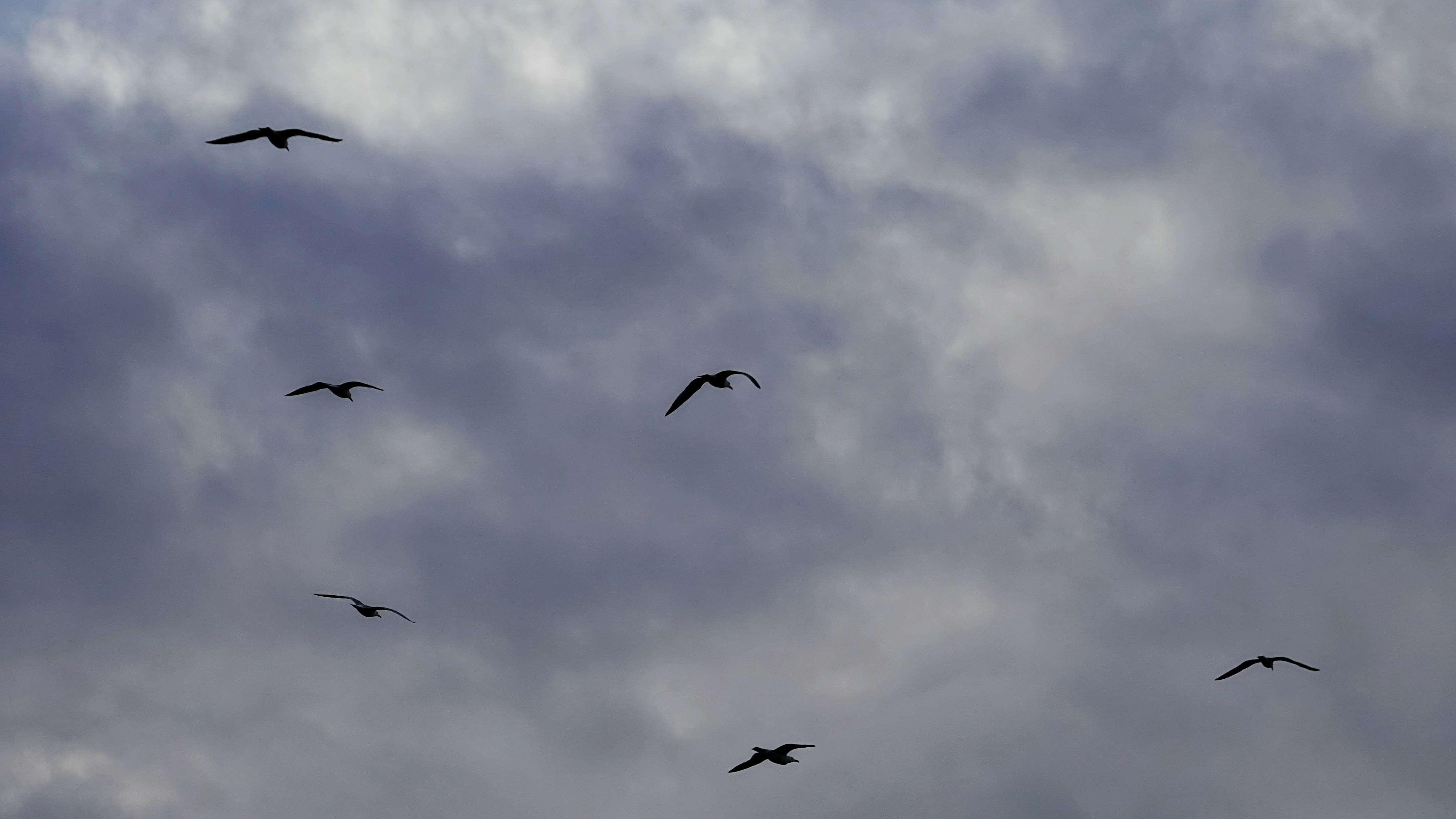 Vagrant Chorus: Birds in a Clouded Sky