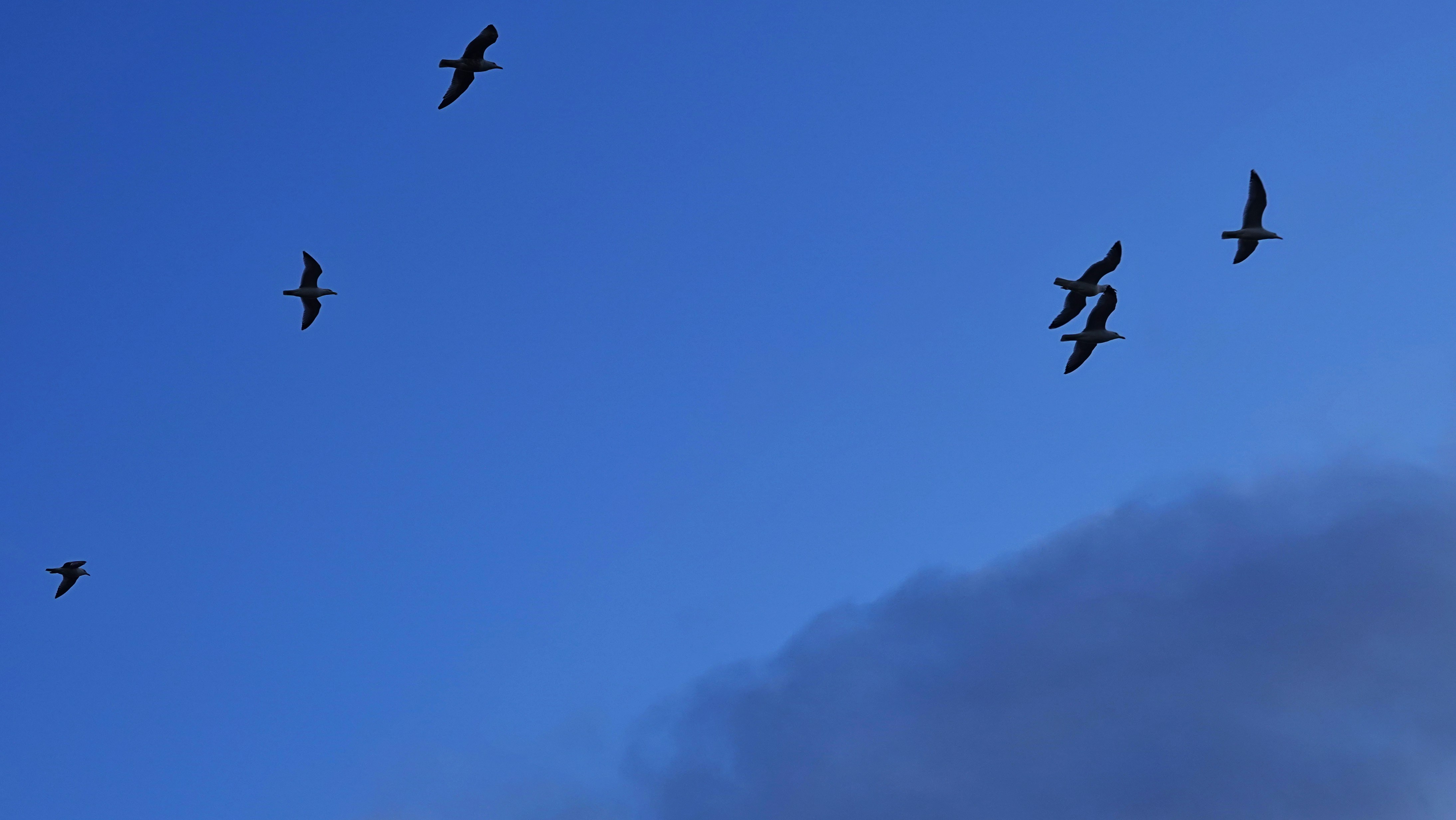 Vantage of Weaving Birds Against a Clear Blue Sky