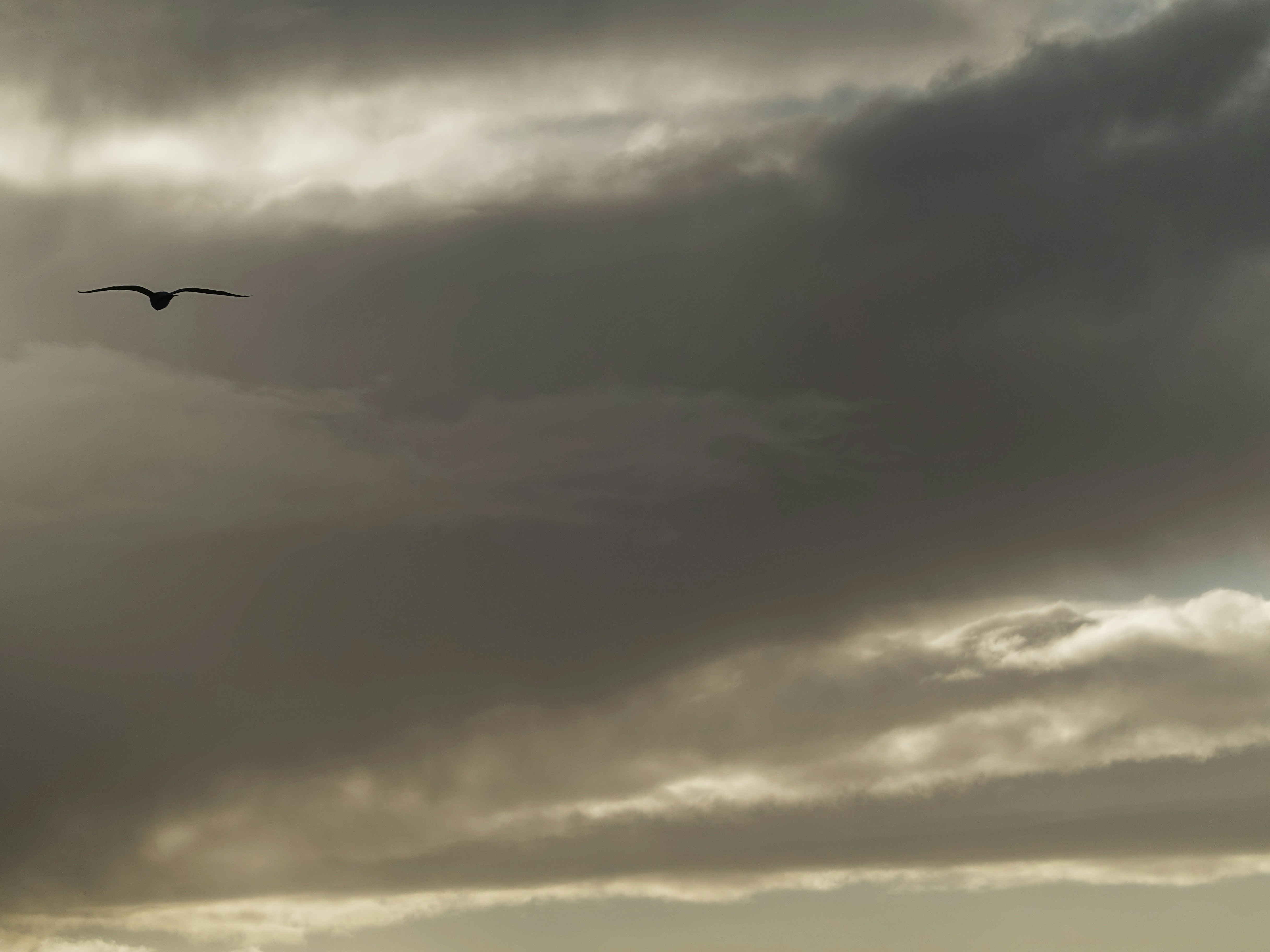 A lone seabird cuts through the moody dusk over layered clouds