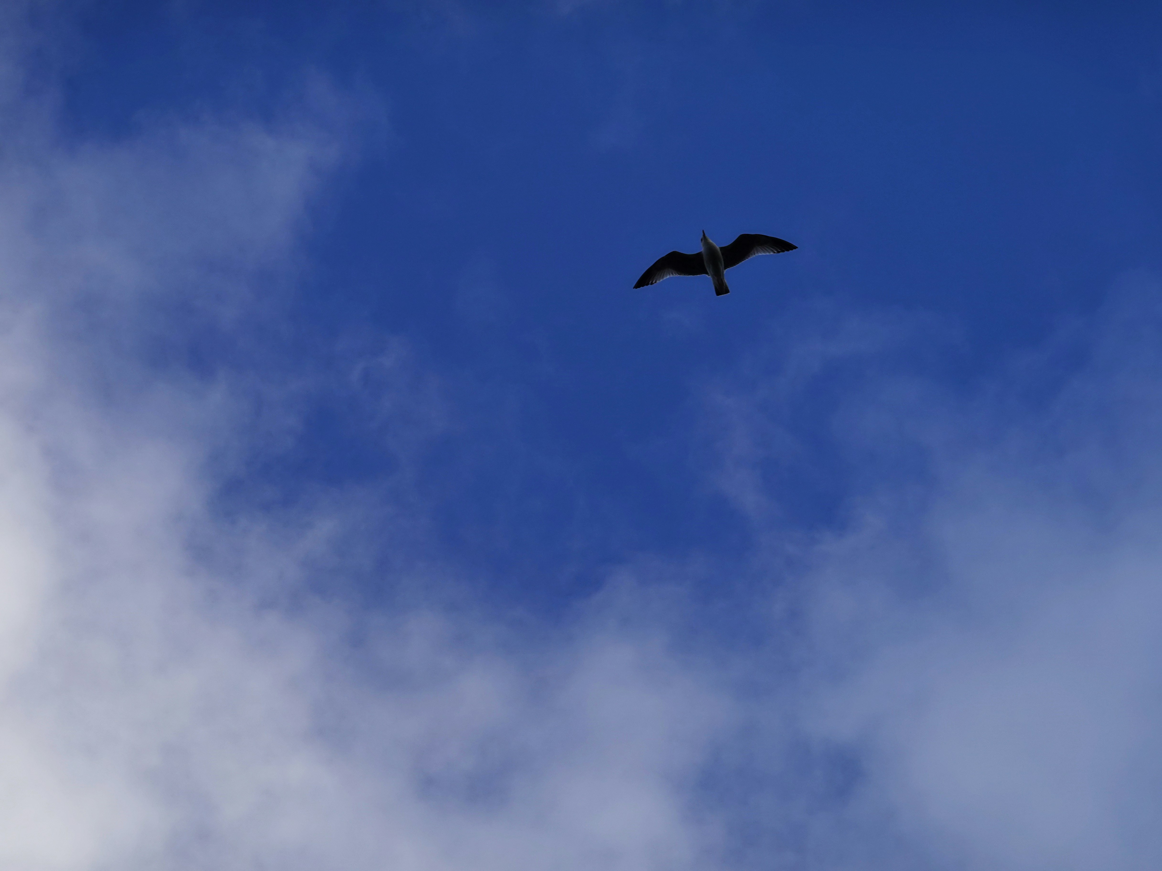 Single Silhouette: A Seabird Against a Vast Blue Sky