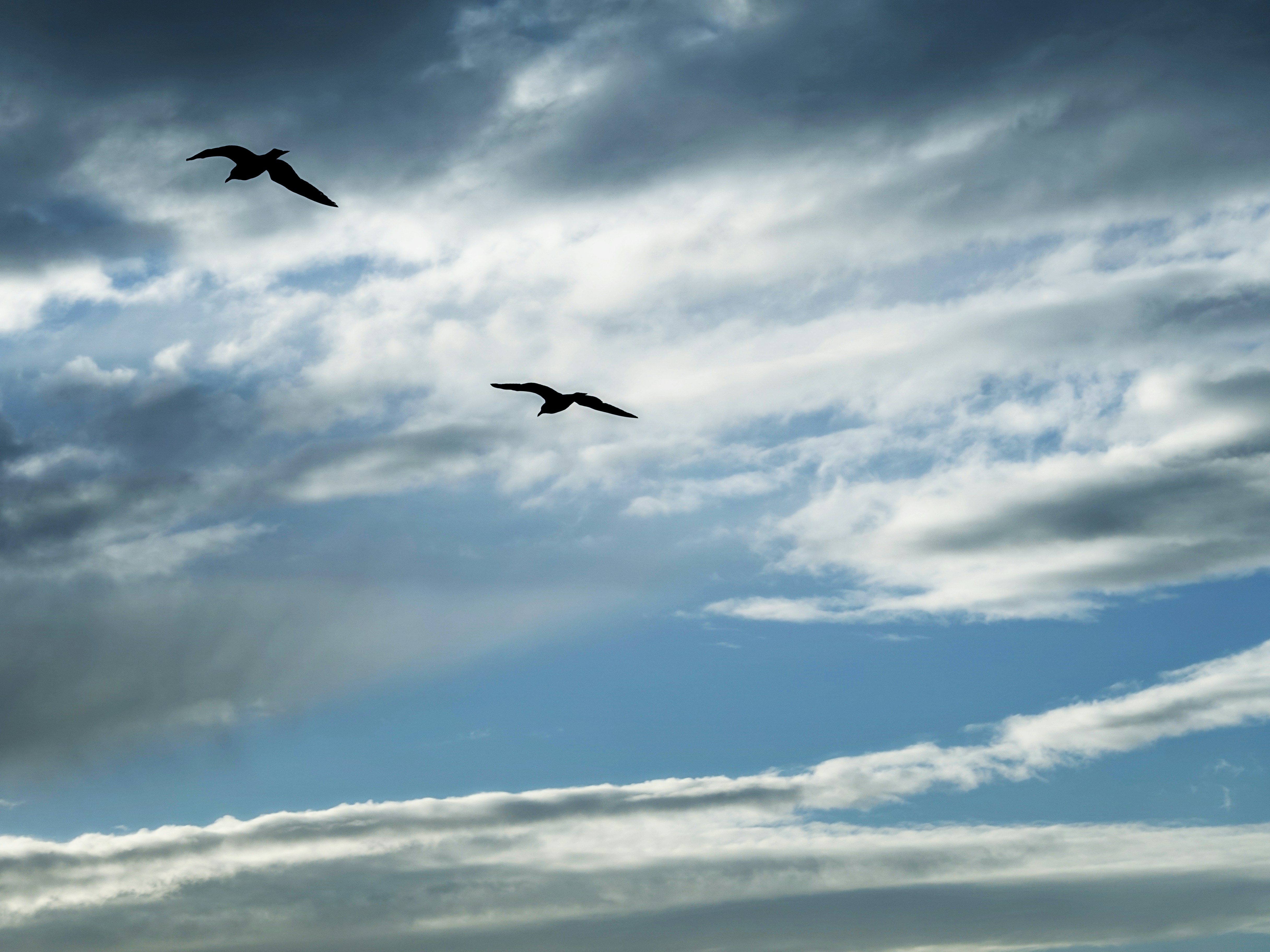 Two Seabirds in Flight Through a Sky of Strata and Light