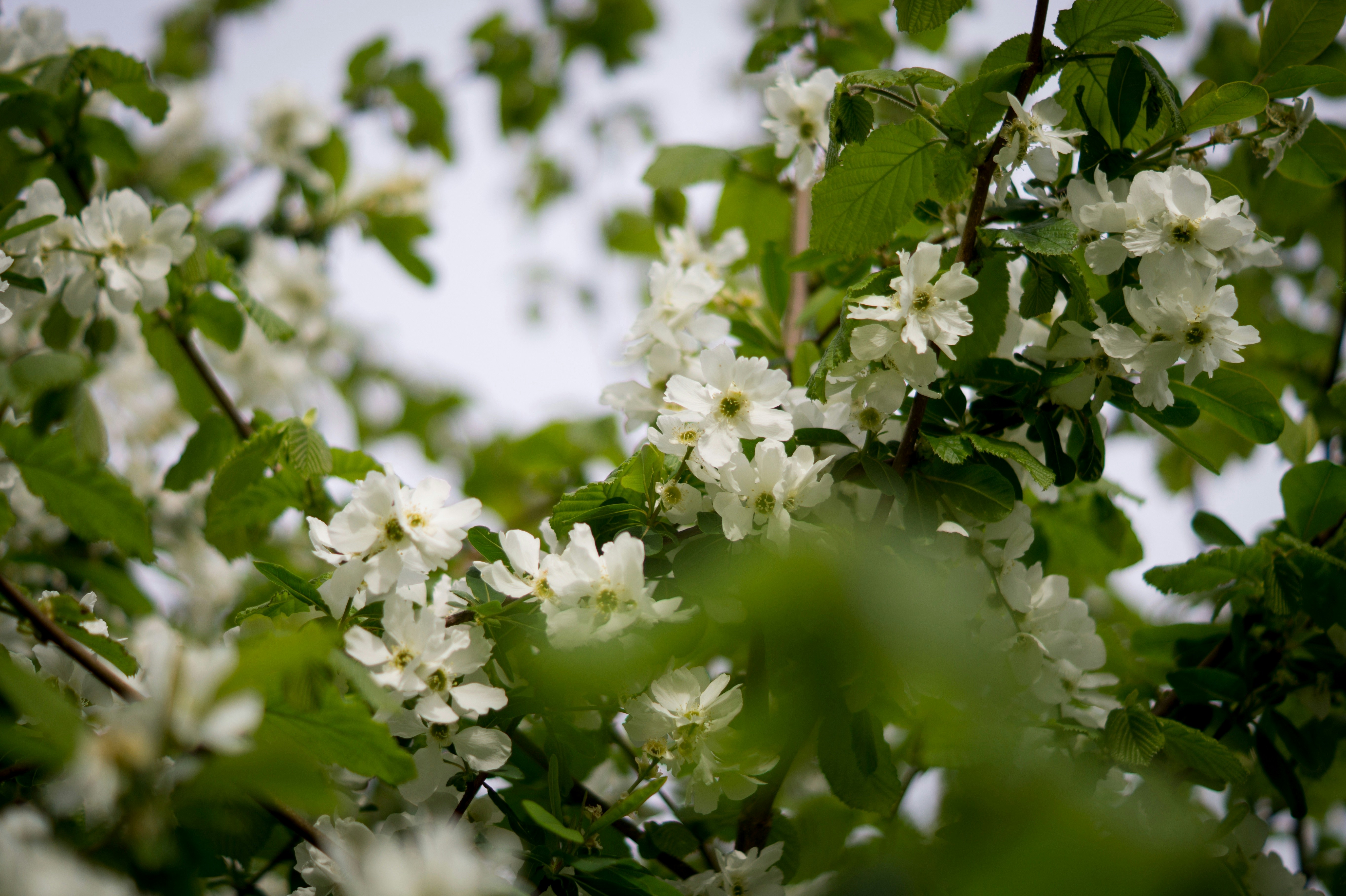  blossoms in a sunlit garden canopy