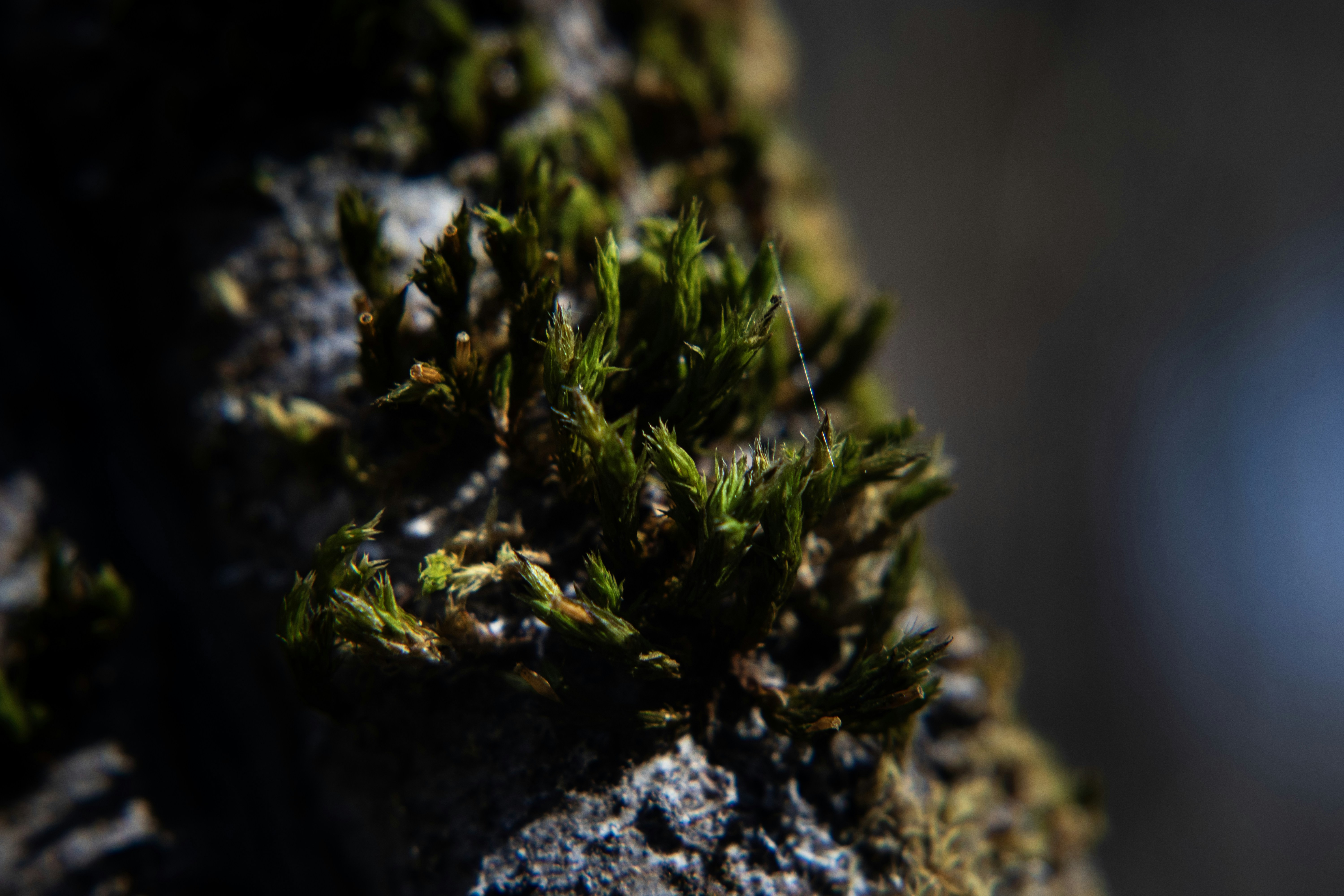 Moss-Ced Mossy Texture on Bark: A Macro Moment