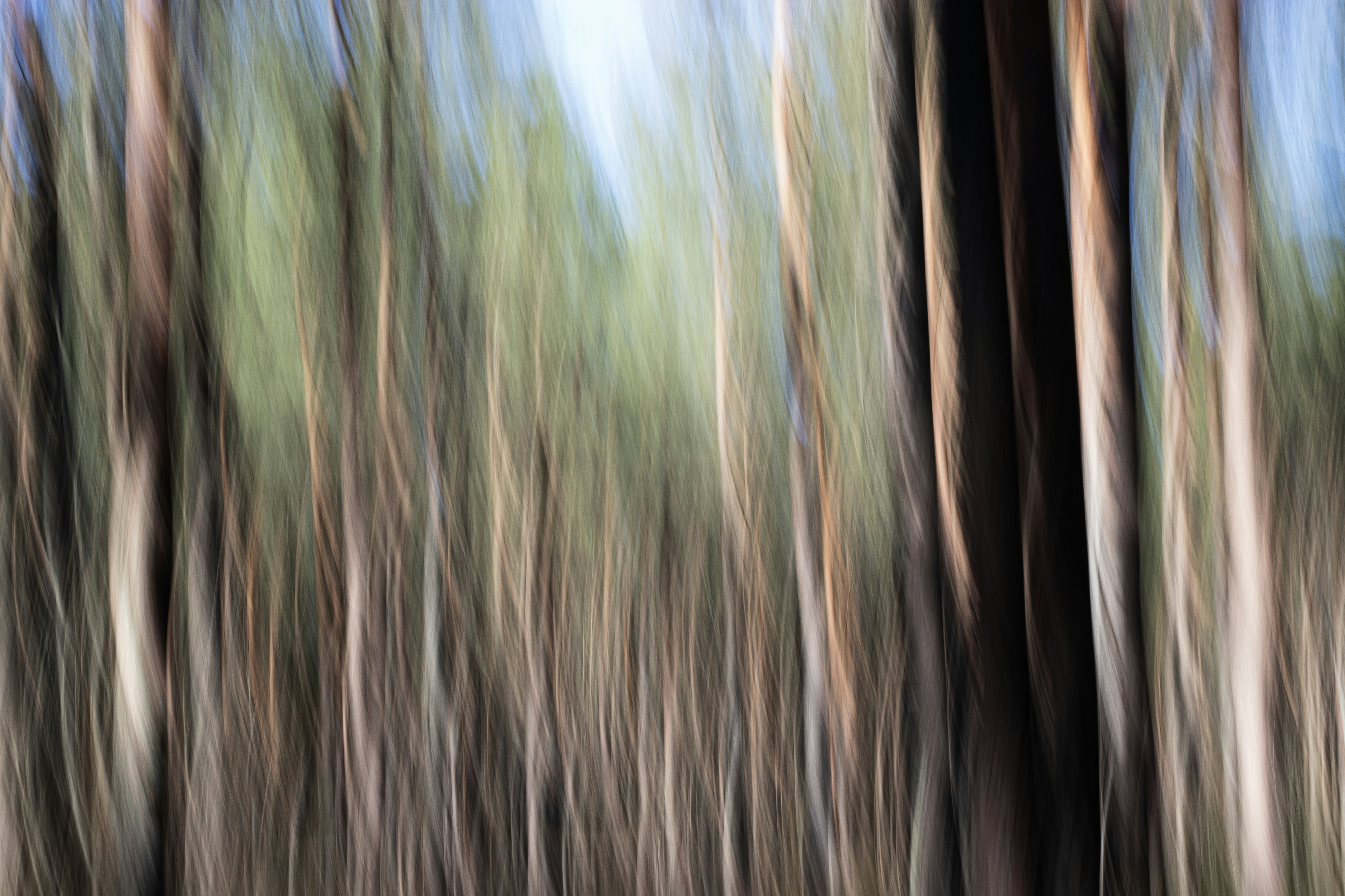 Blinking Blurs: Forest Motion in Painted Light