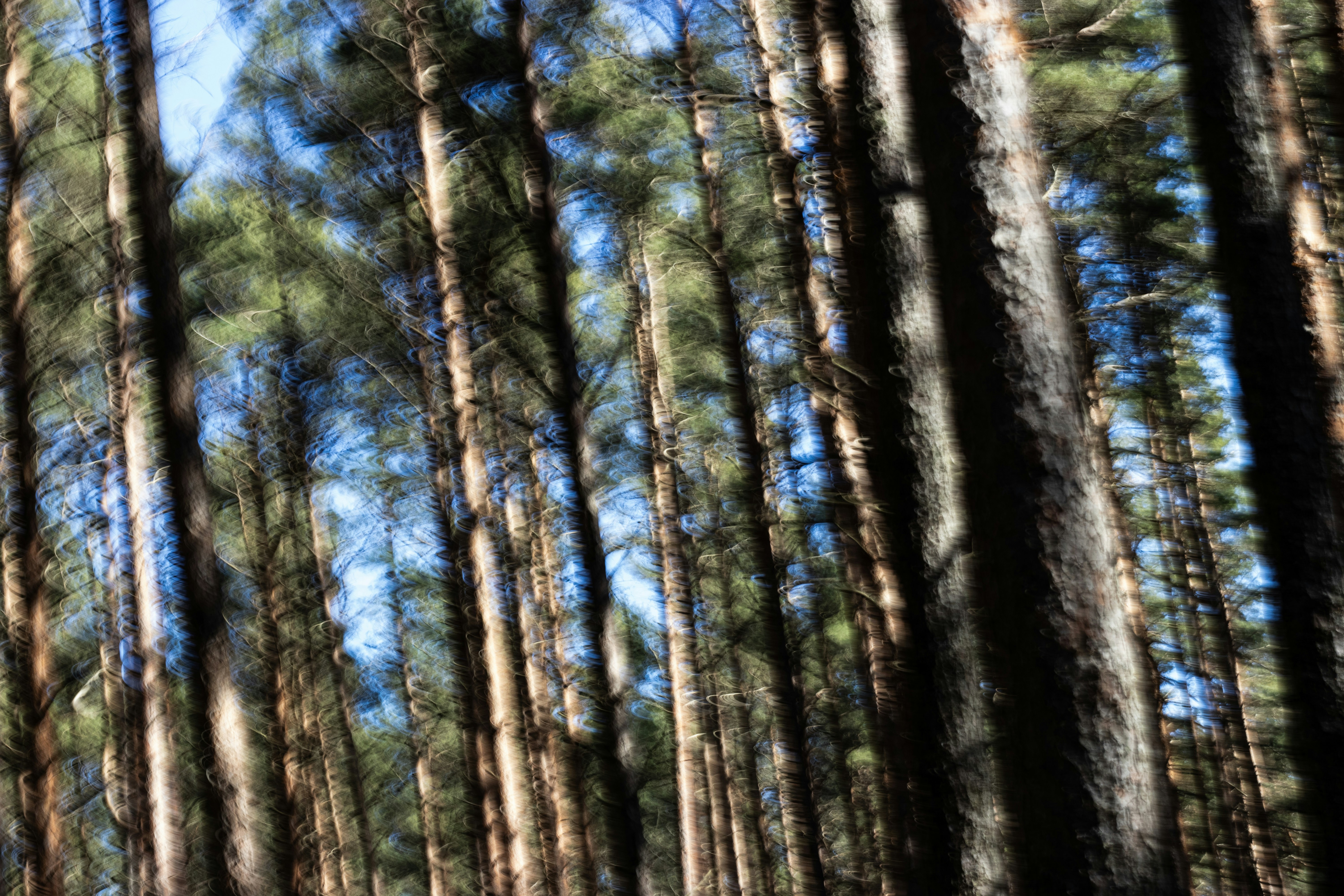 Forest Cathedral: Dappled Pines Reaching Toward a Blue Sky