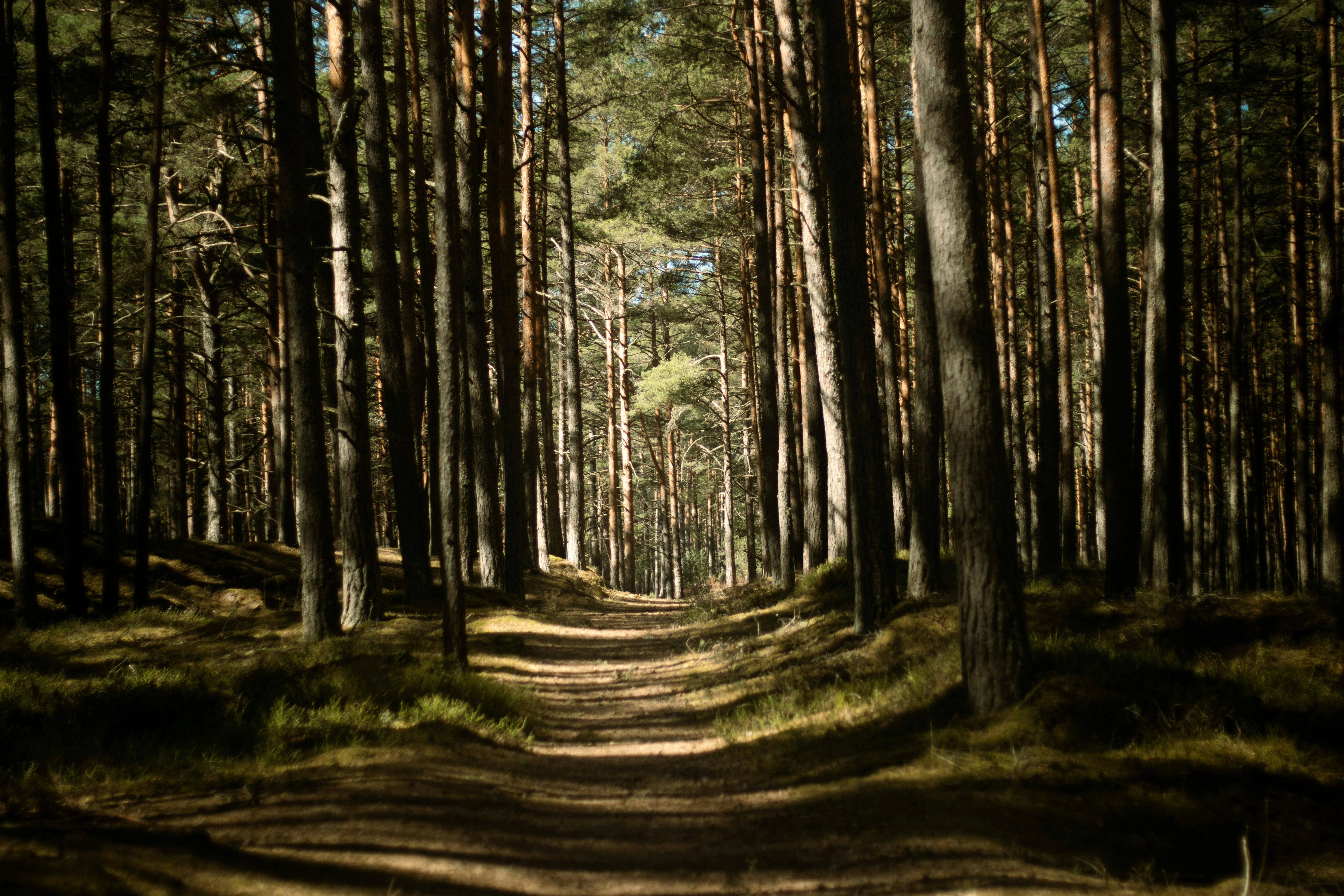 Forest Pathway Through Tall Pines at Dappled Noon
