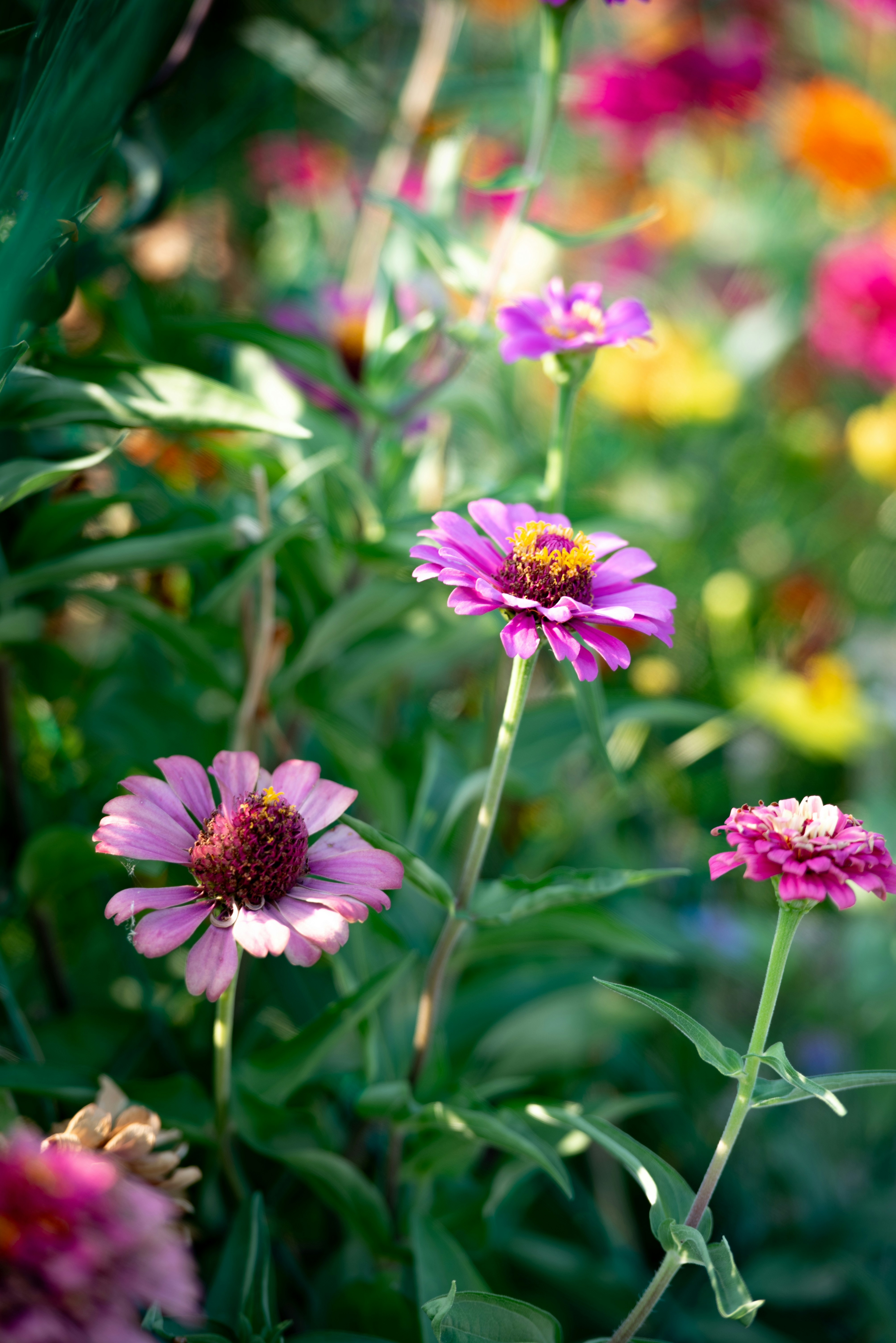 Pink Zinnia Burst: A Sunlit Garden Portrait