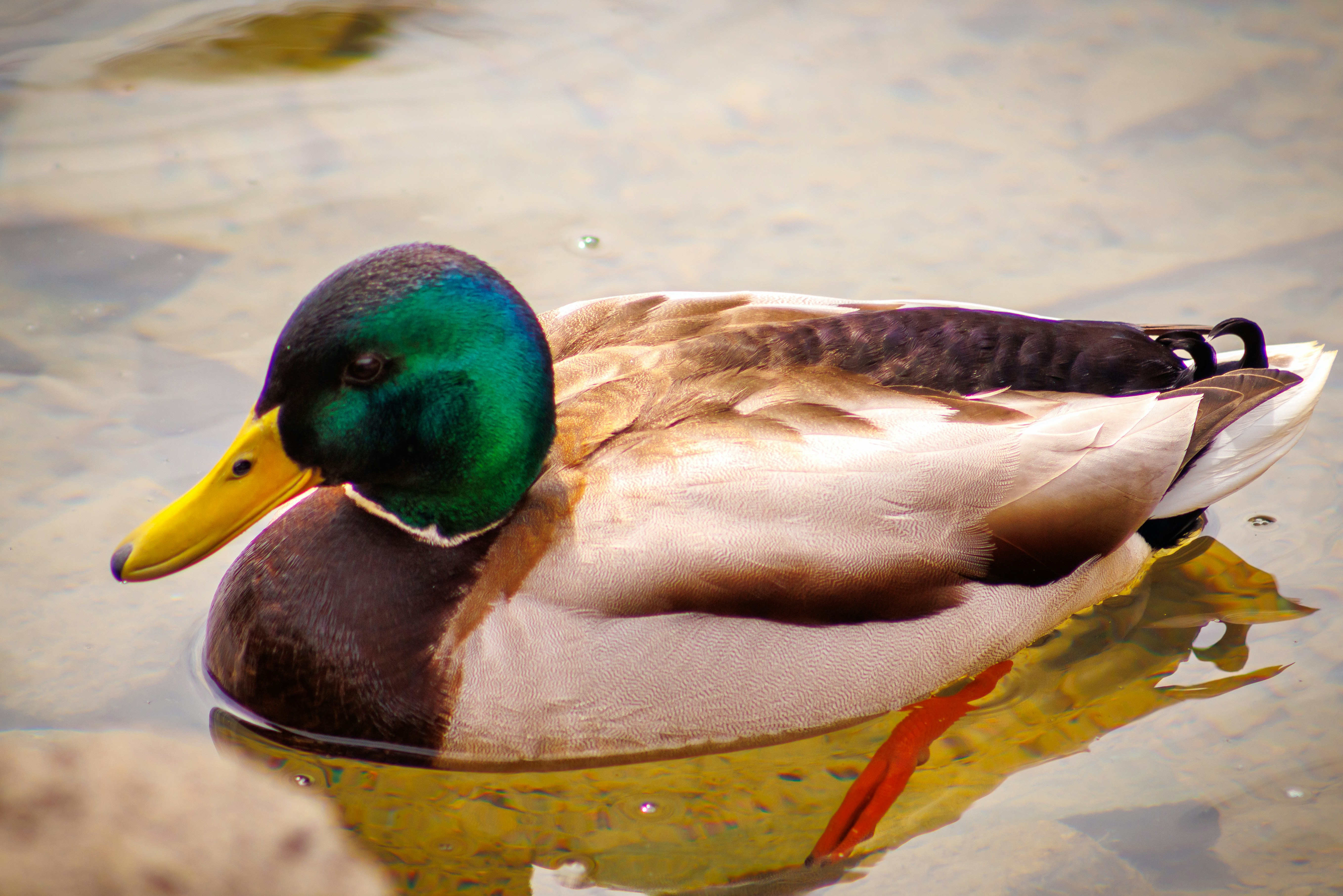 Emerald Head, Golden Beak: A Mallard in Still Water