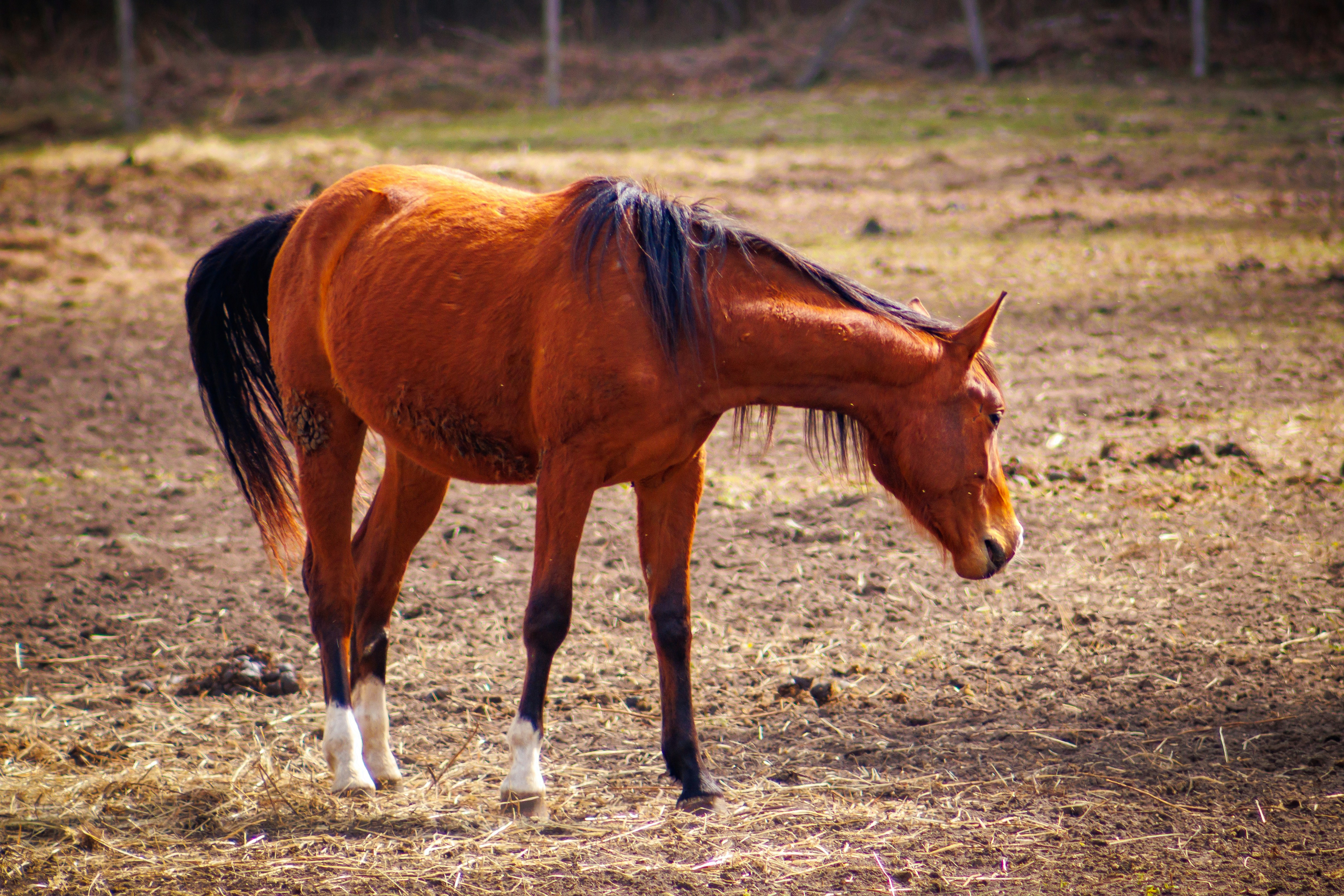 Chestnut Equine in a Sunlit Field: A Quiet Moment with the Mare