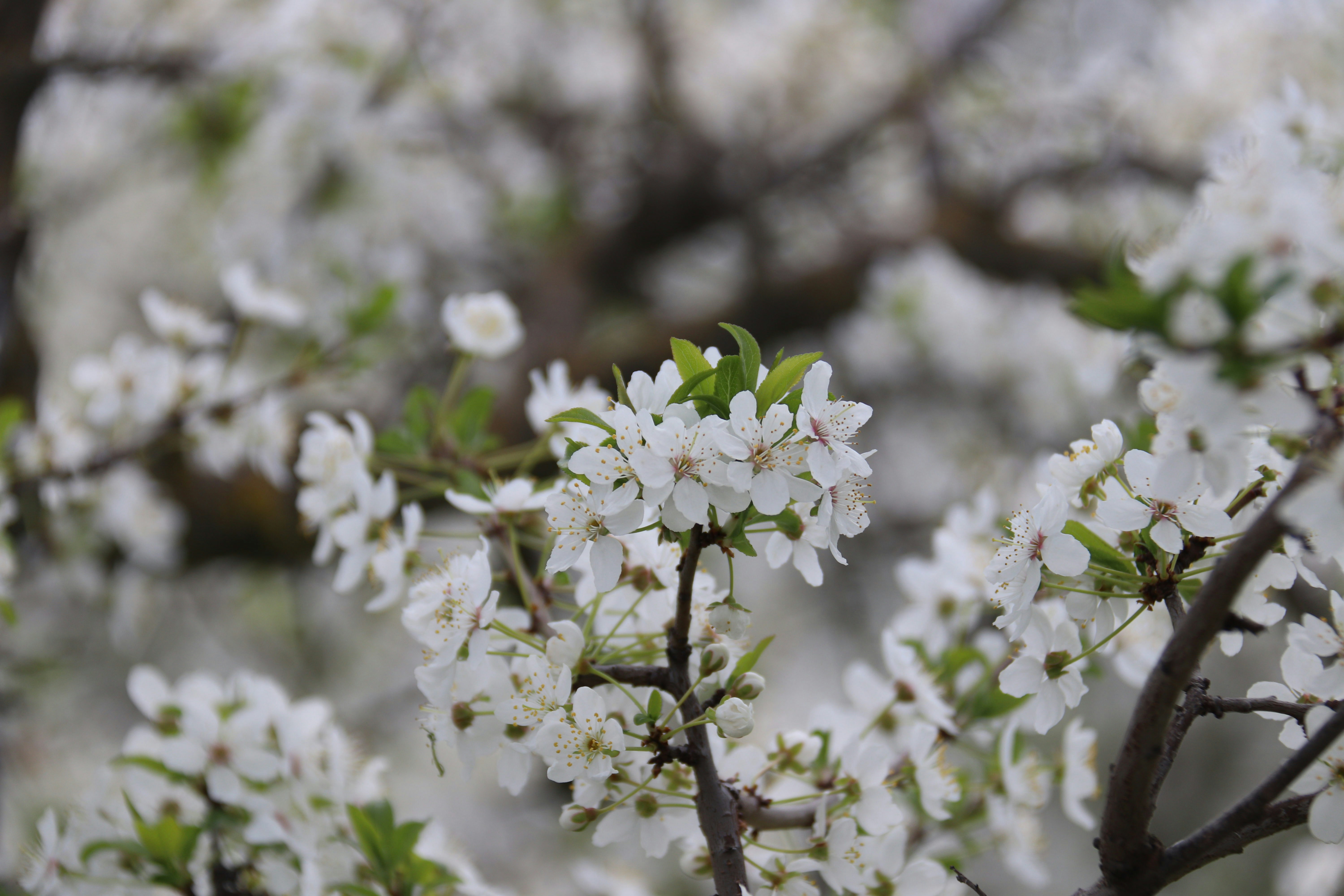 Blossoms in Focus: A Quiet Burst of Spring Light