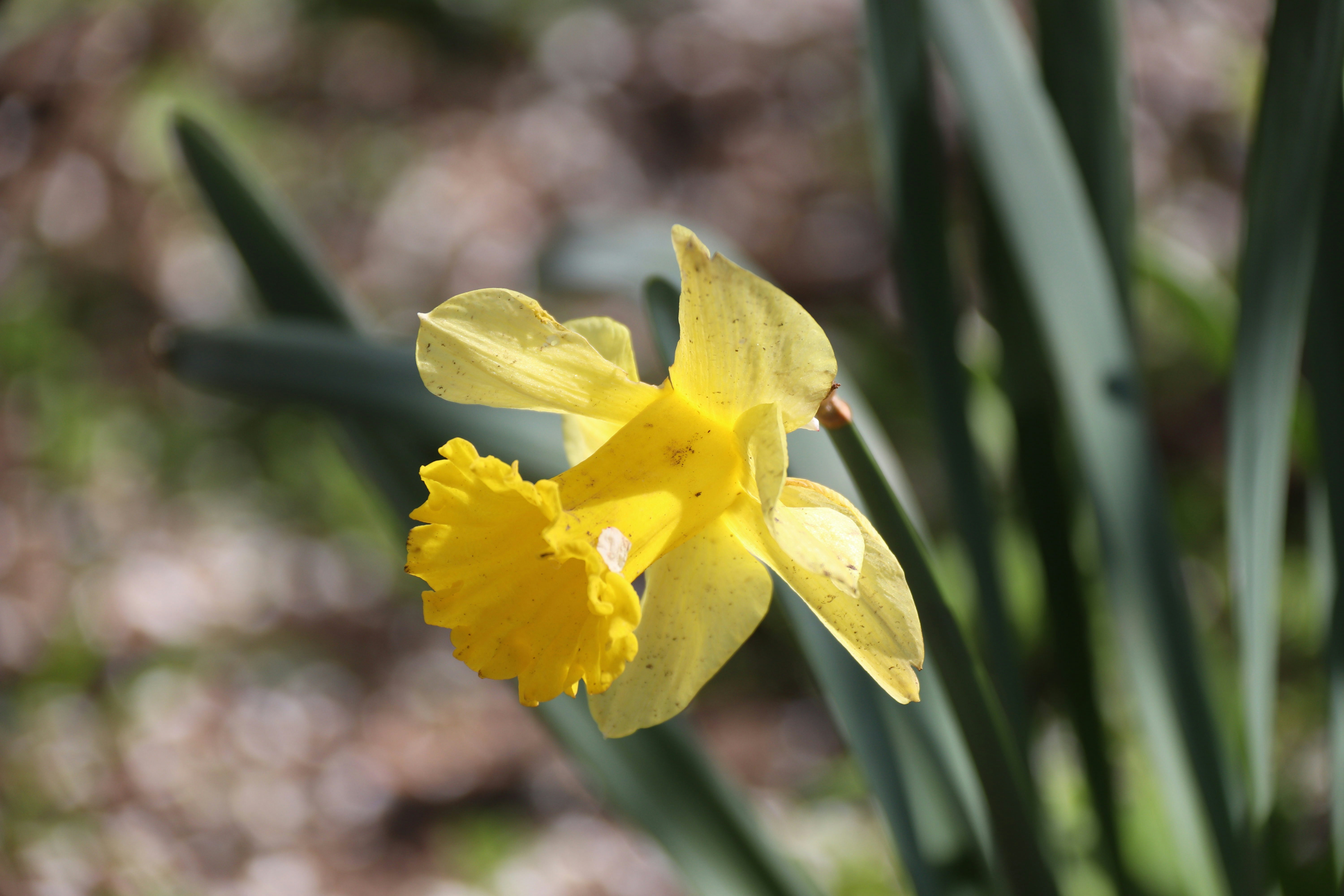 Yellow Narcissus Bloom Bright in Garden Light