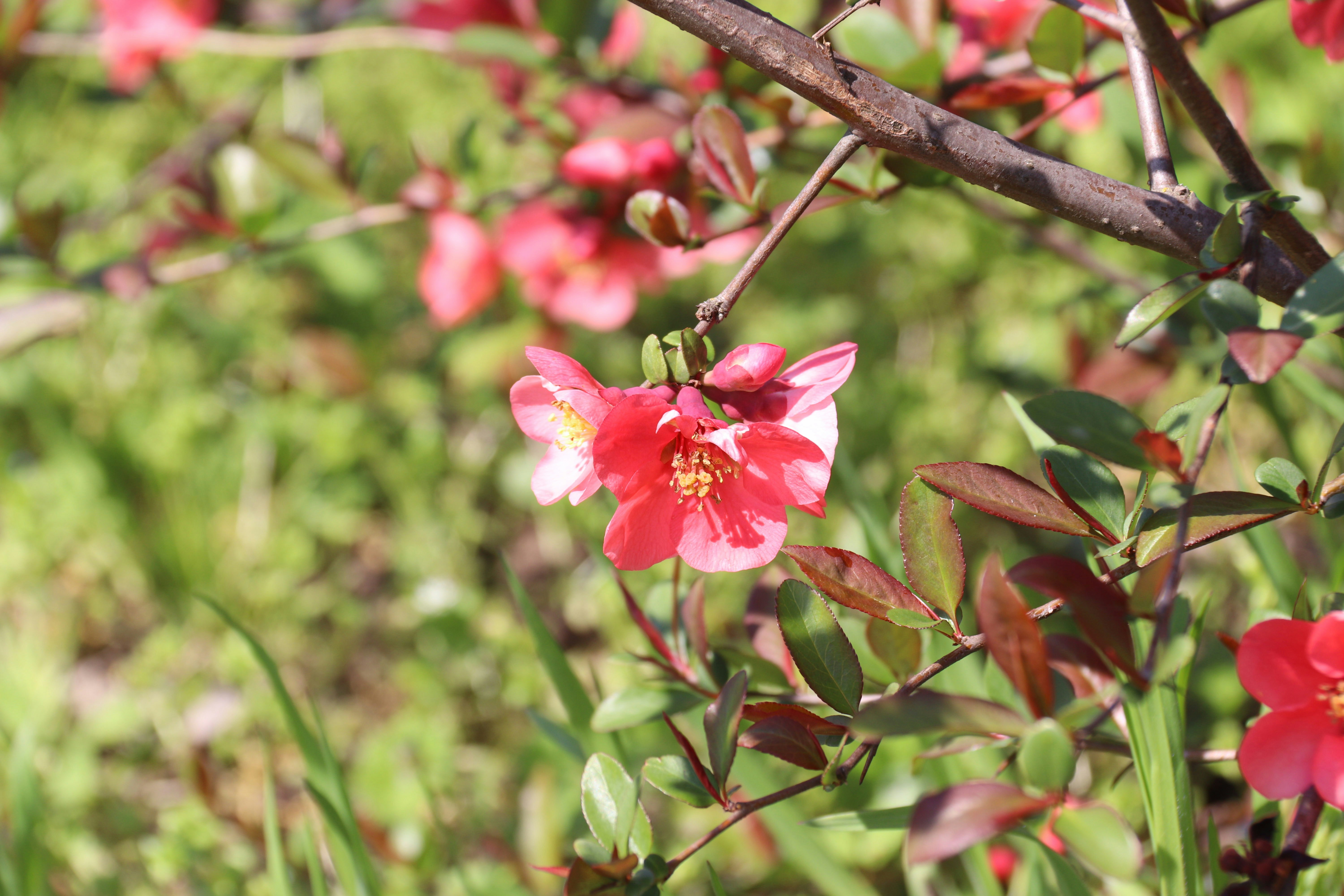 Crimson blossom in sunlit garden frame