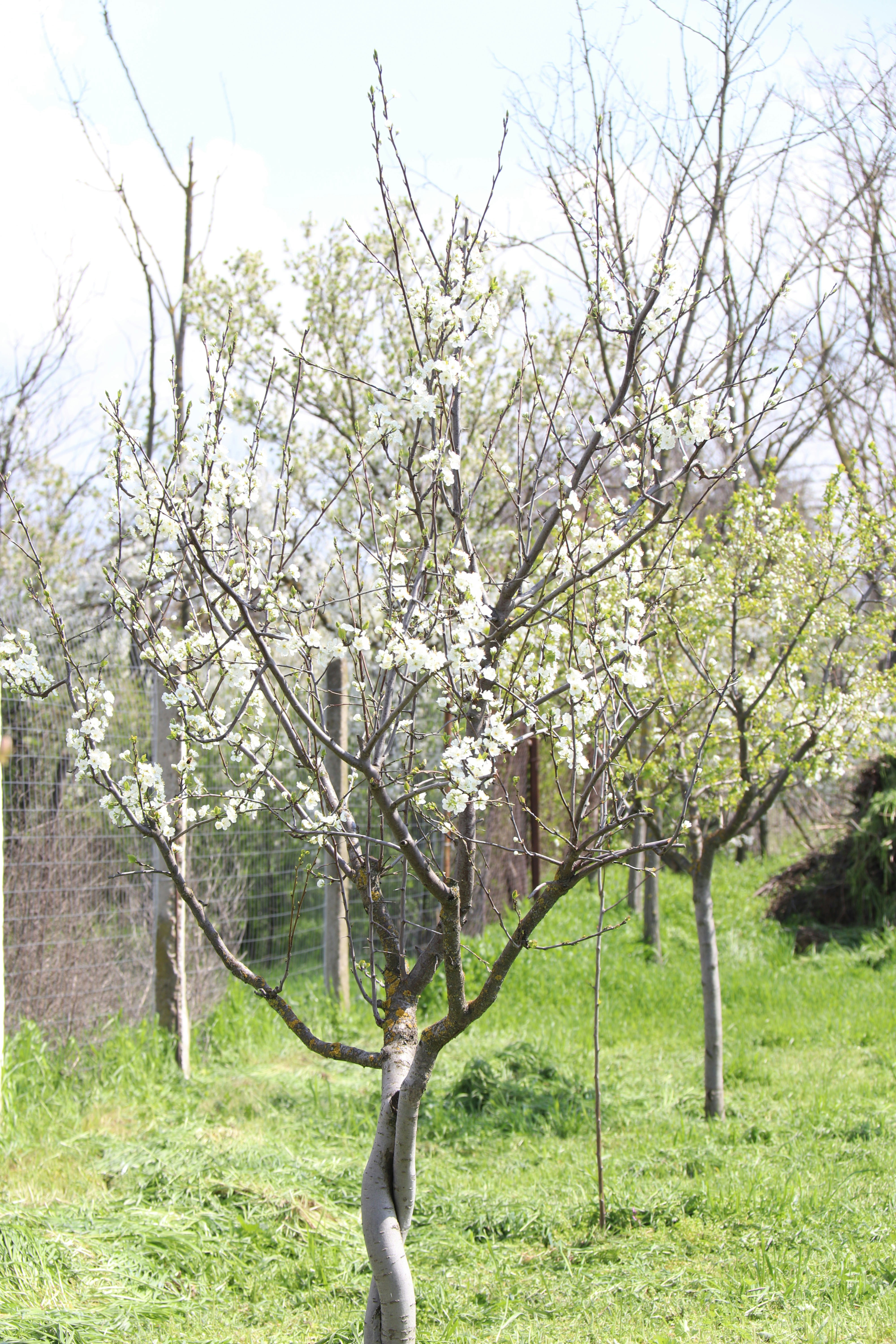 Blossoming Y-Tree in a Sunlit Orchard