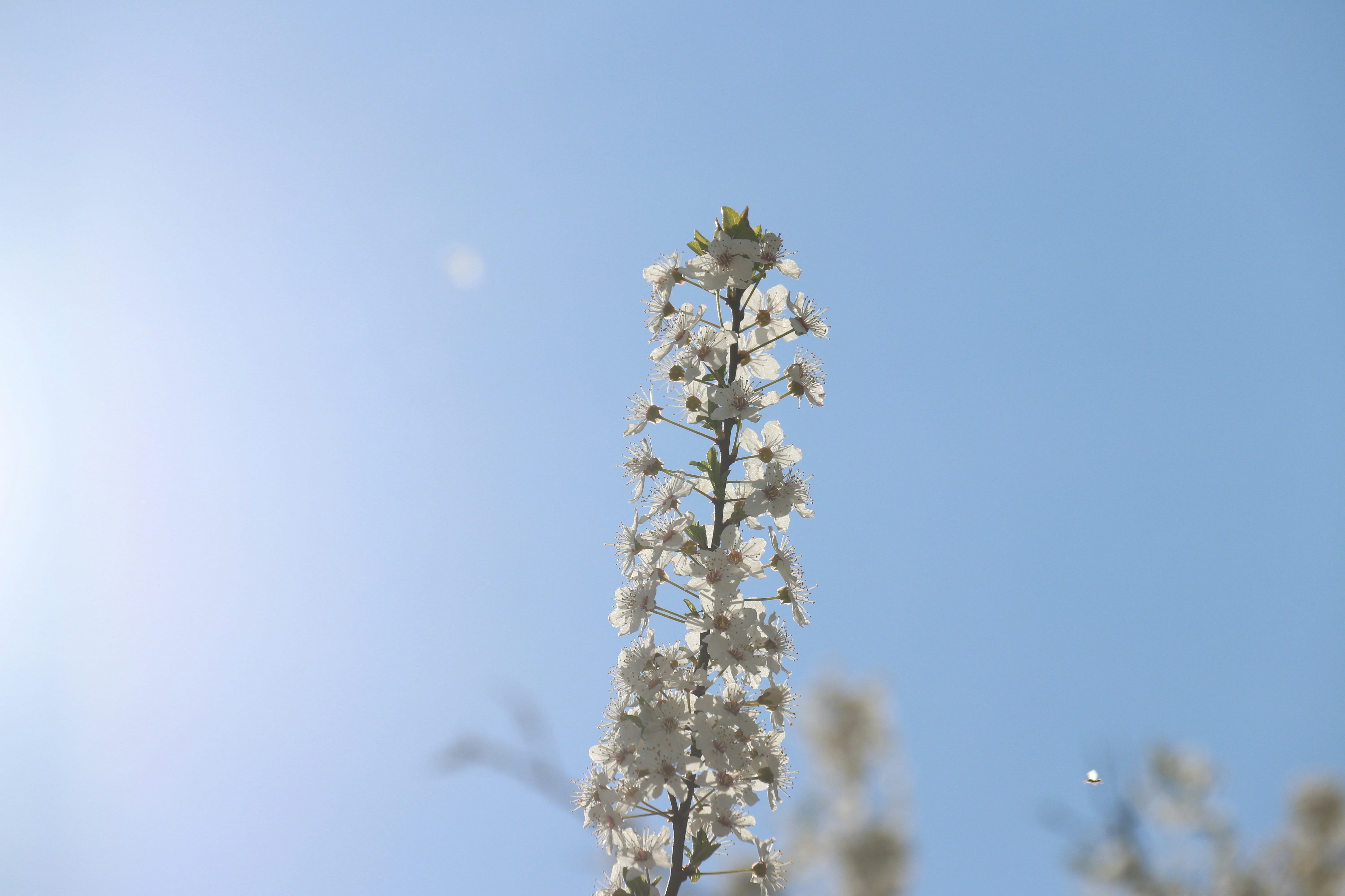 Blossom Tower Reaching Toward a Clear Sky
