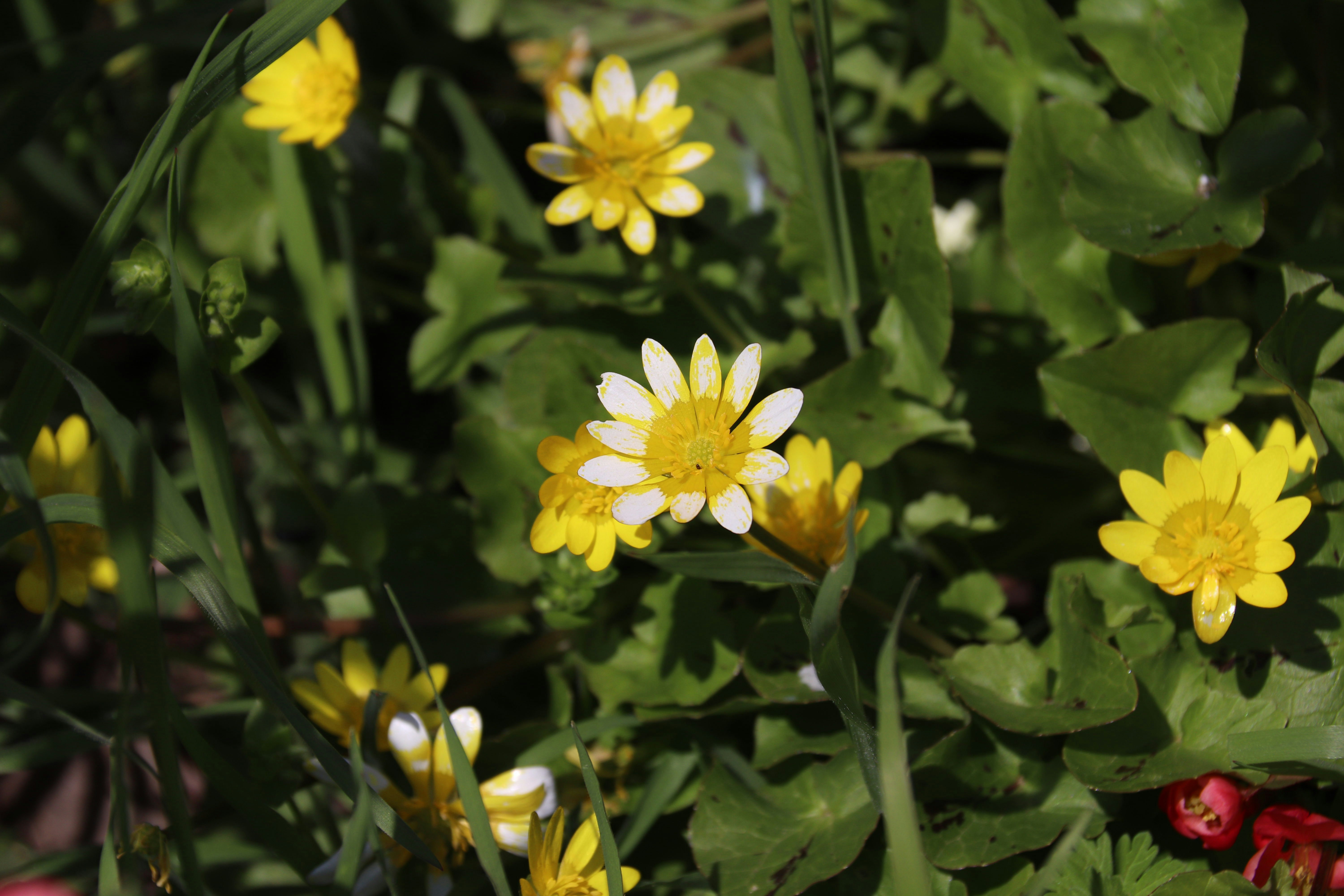 Sunny Meadow: A Cluster of Yellow Daisies in a Green Patch