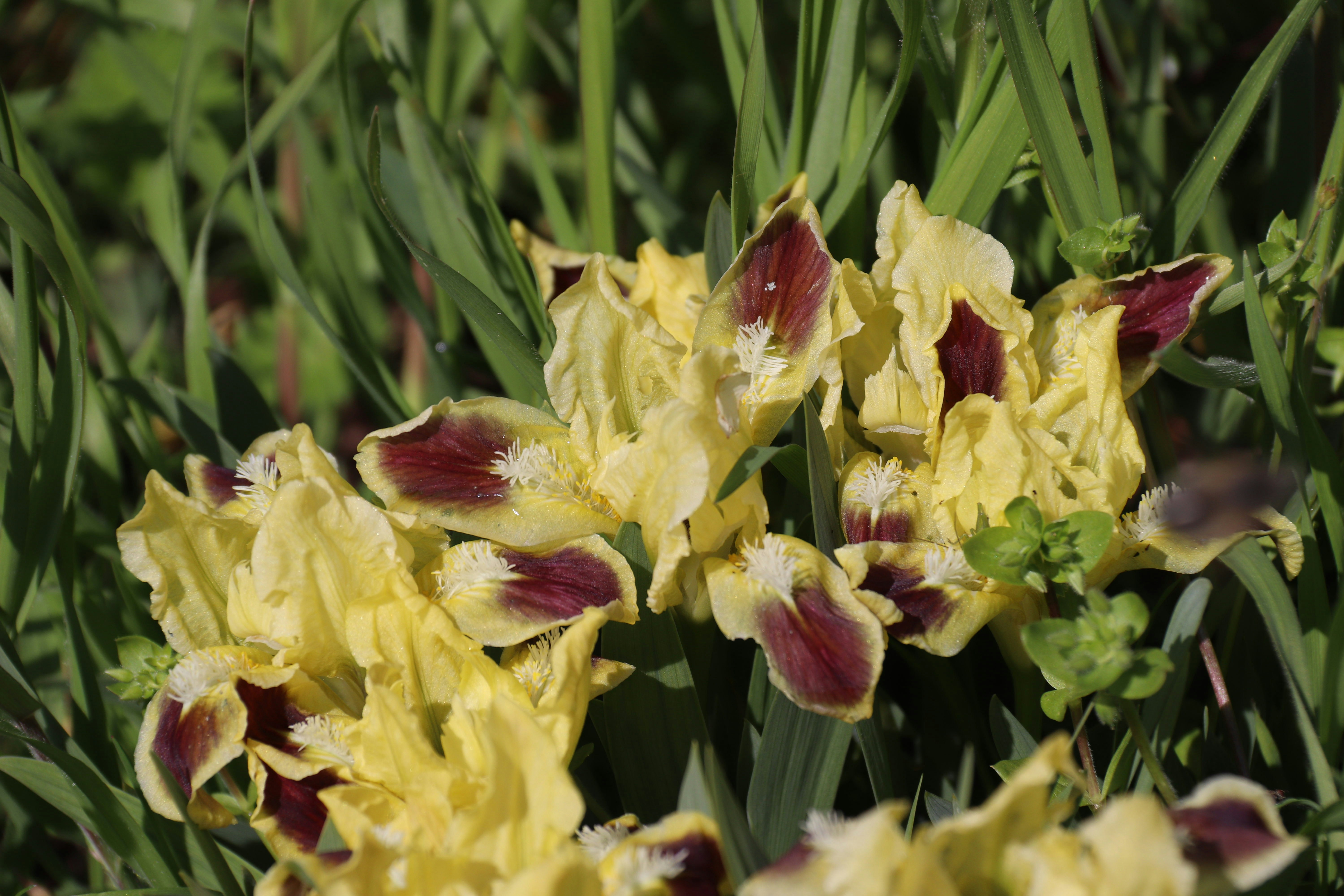 Yellow iris cluster with maroon accents in sunlit garden bed