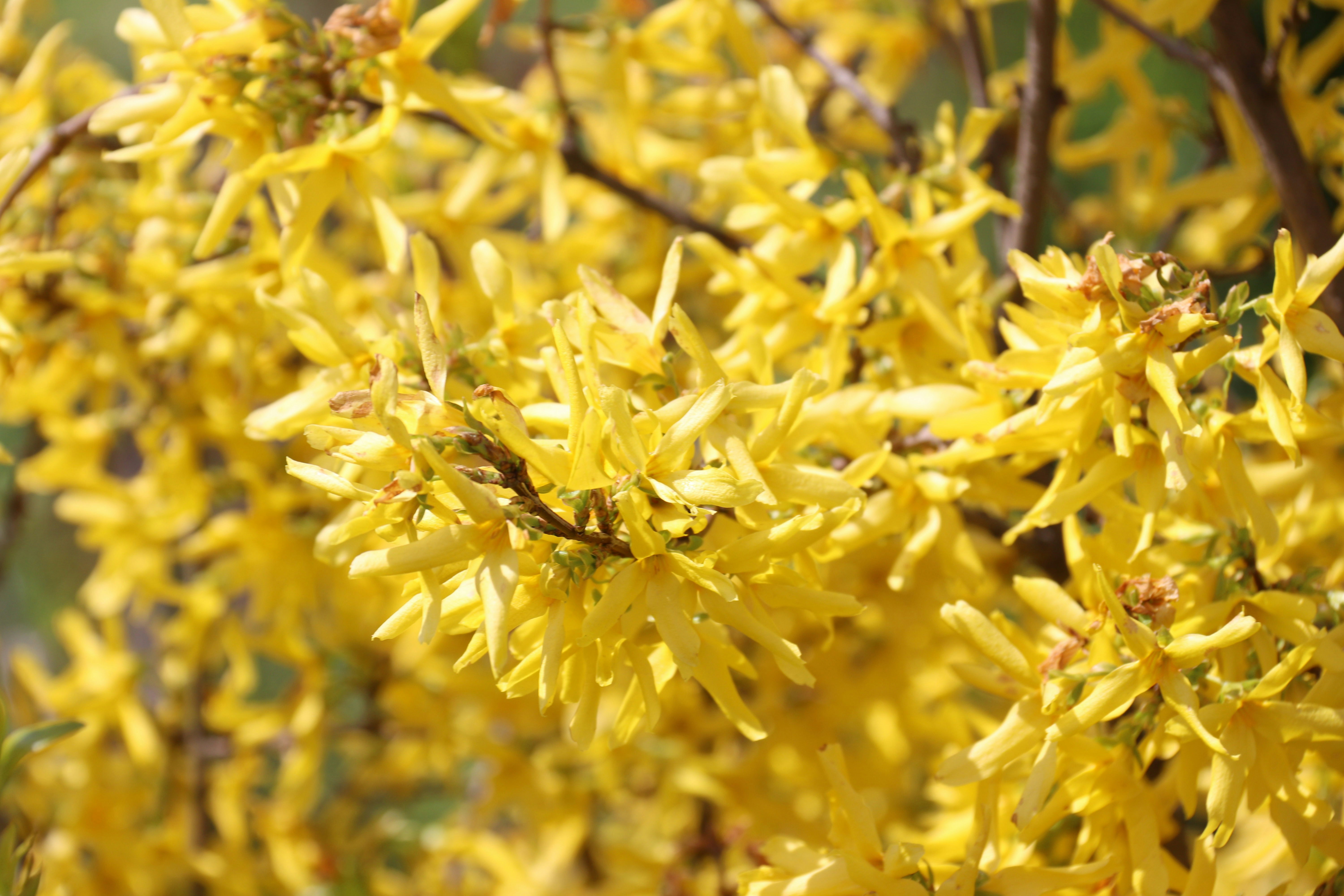 Sunlit Golden Forsythia: a sea of spring blooms