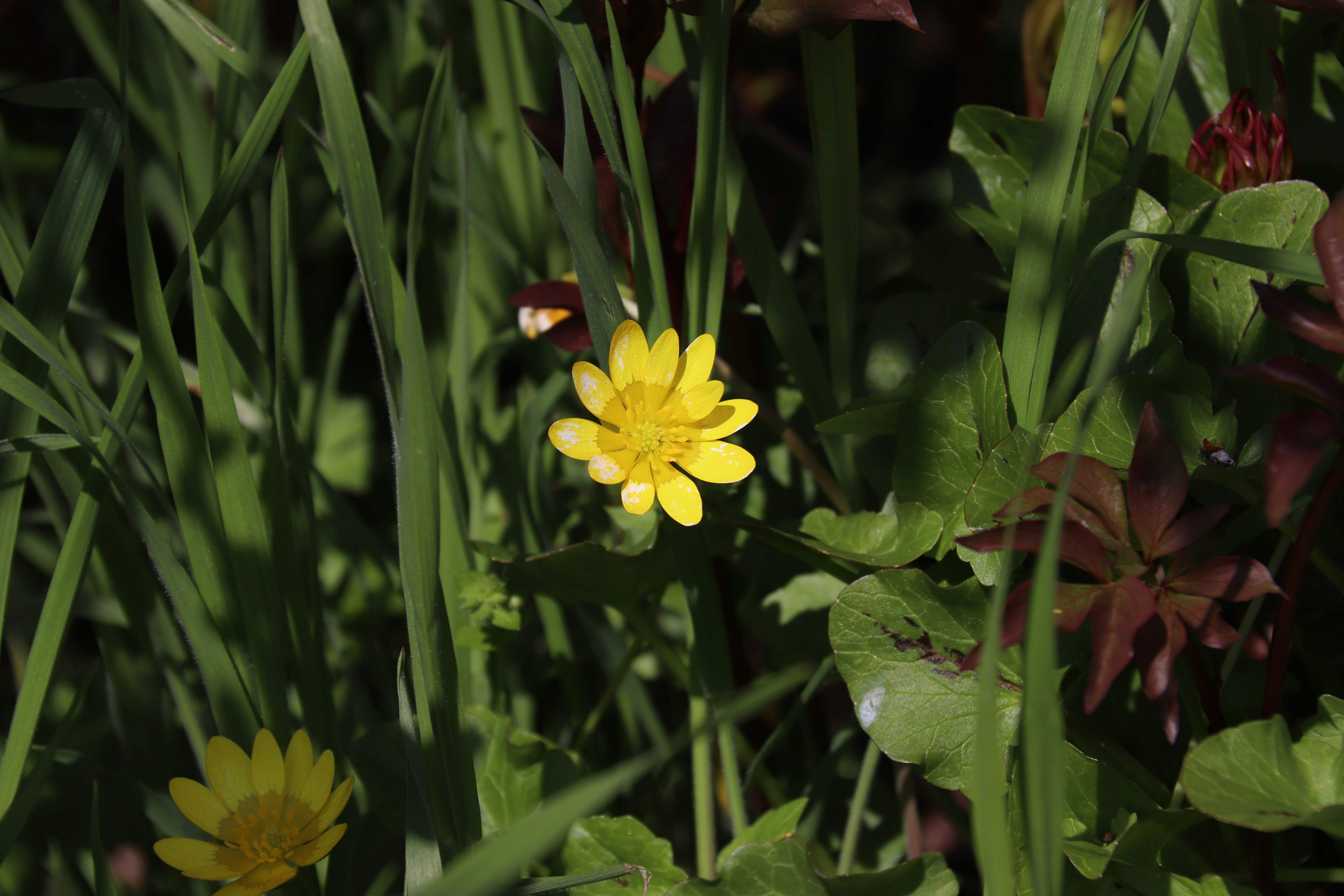 Sunlit Yellow Blossom Amid Dense Greenery