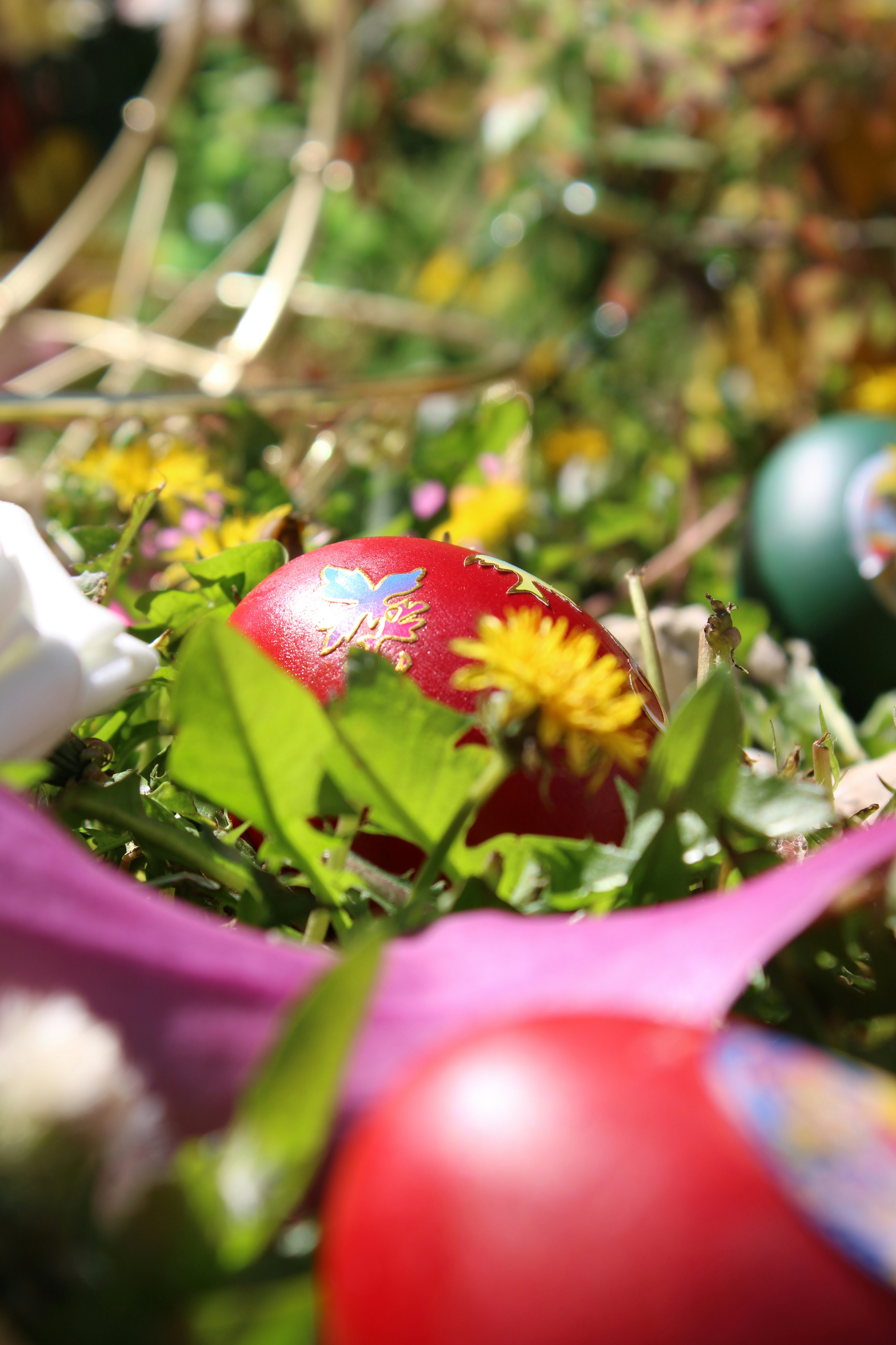 Red Easter Egg in Bloom: A Sunlit Patch of Spring Colors