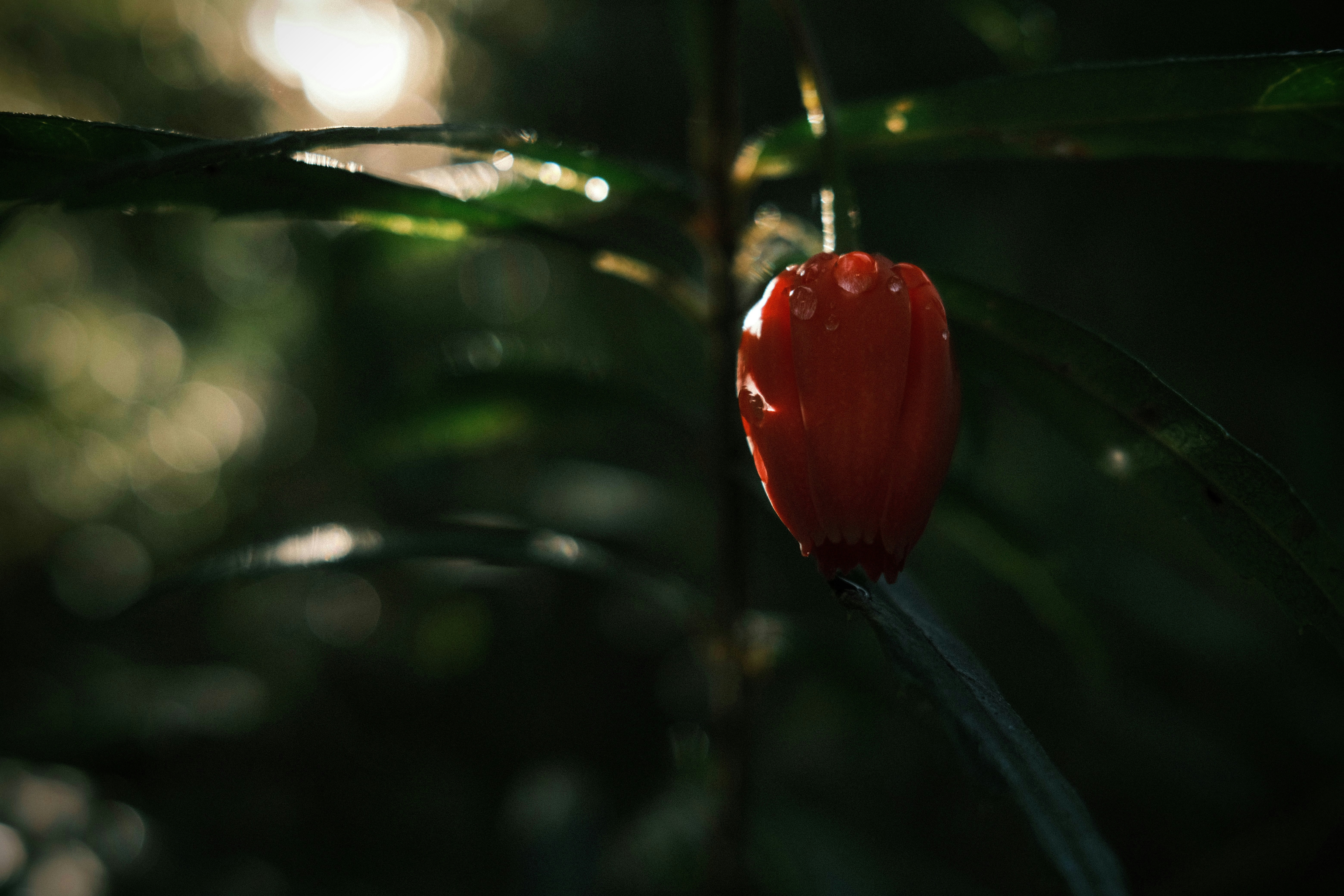 Scarlet Pendant: A Crimson Bud Hinged Between Shadows