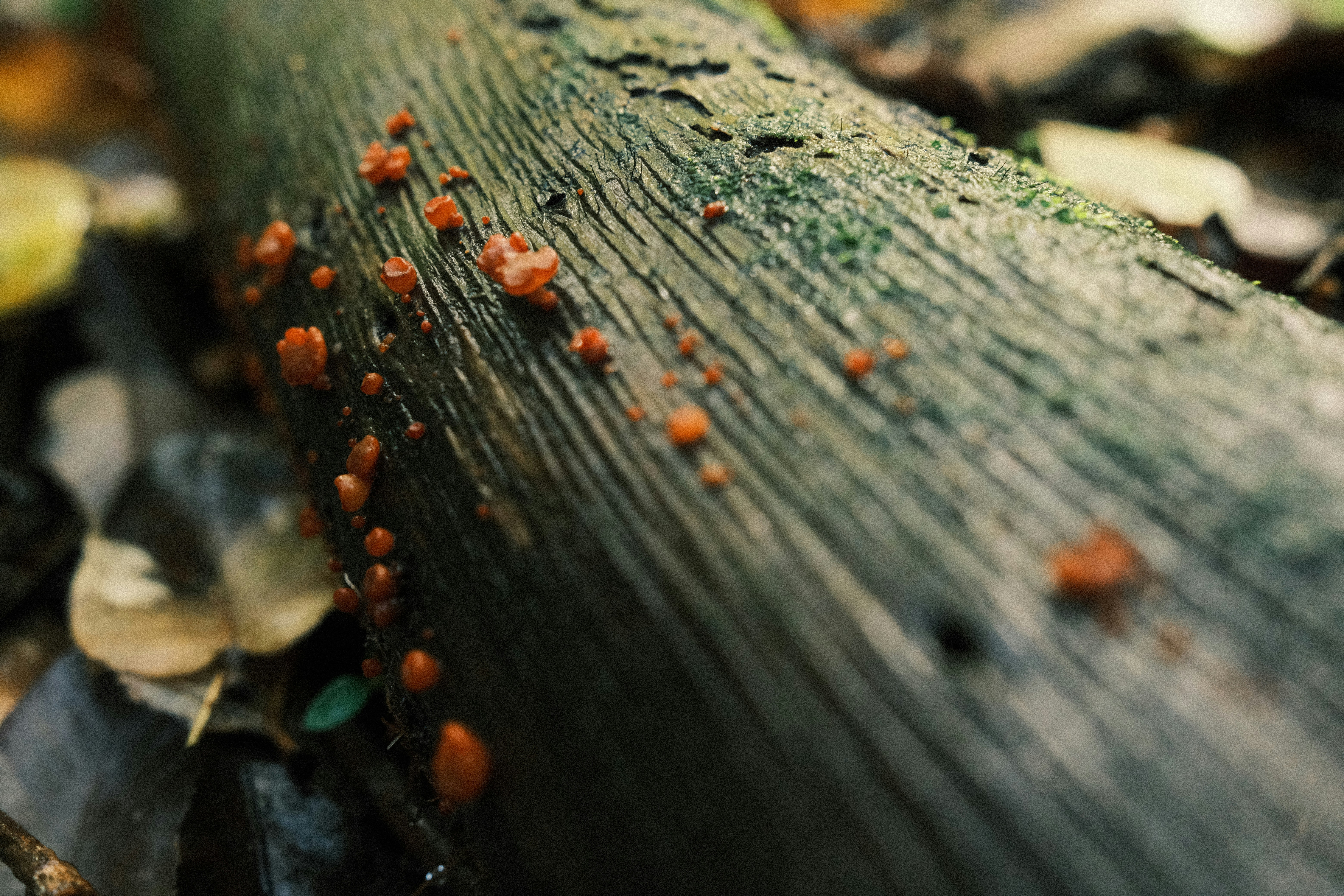 Orange Fungus on a Weathered Log: Tiny Giants in a Forest Floor